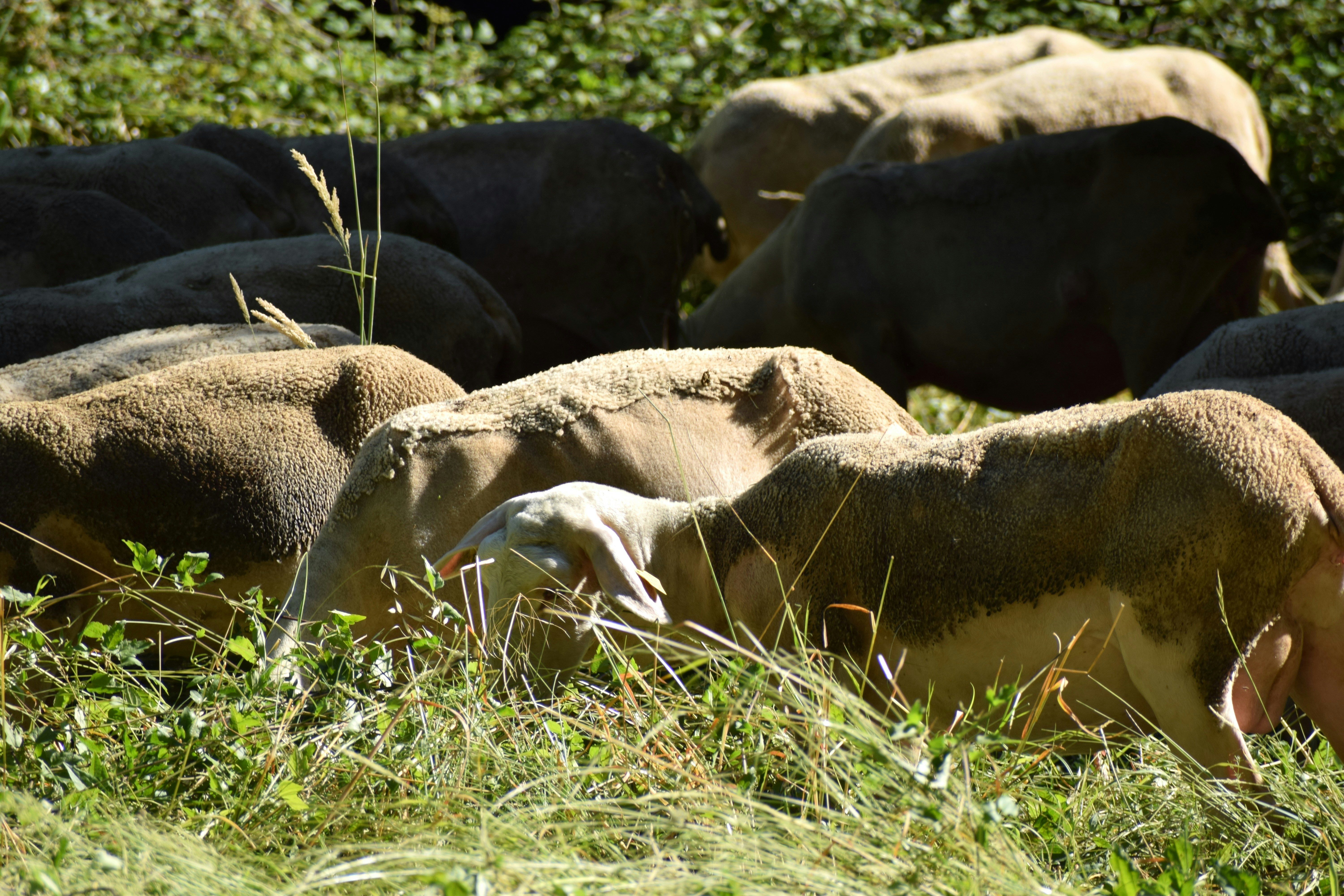 Grazing Quiet: A Herd in Dappled Summer Light
