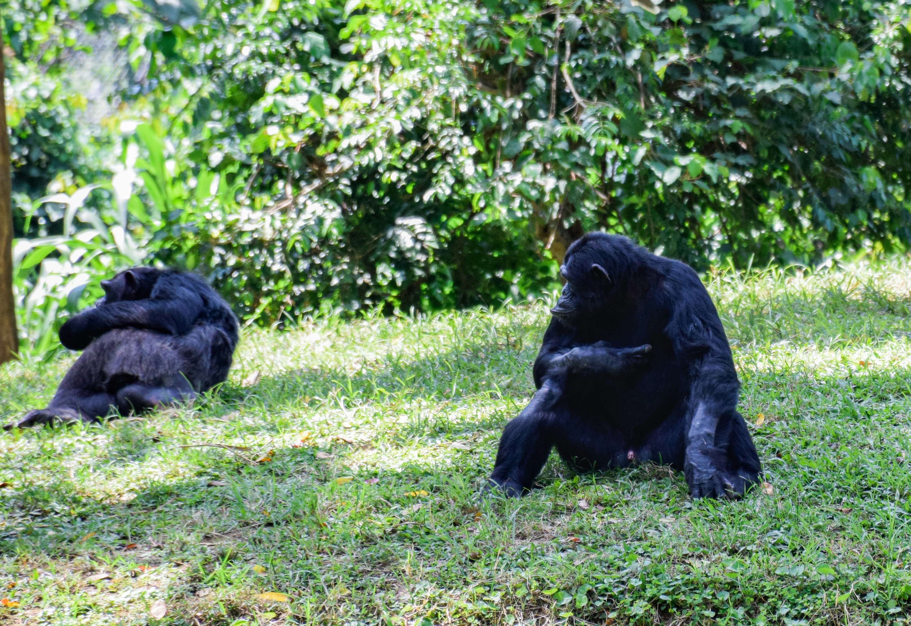 Two Gorillas at Rest in a Sunlit Clearing