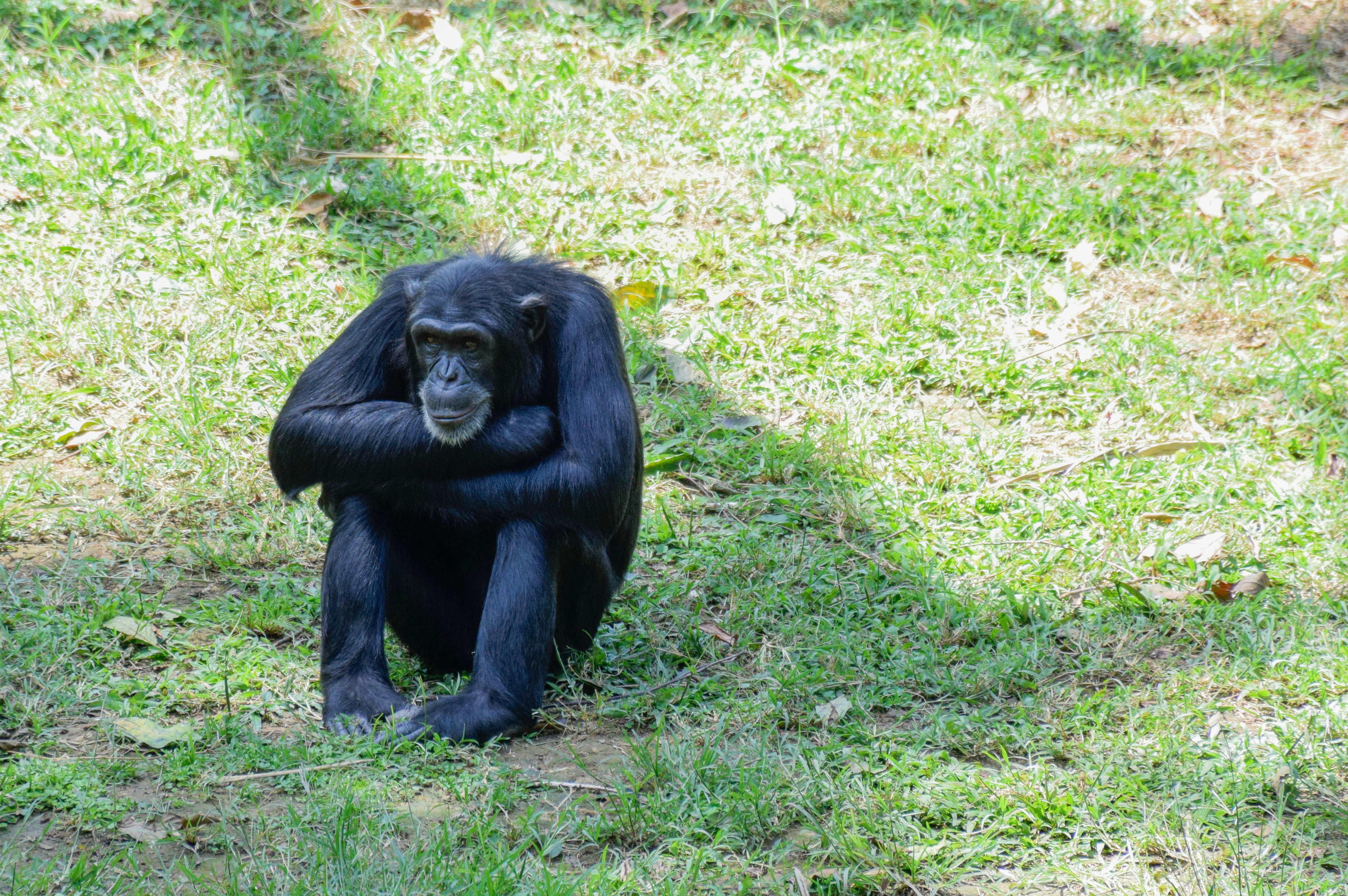 Contemplative Chimp in Sunlit Clearing