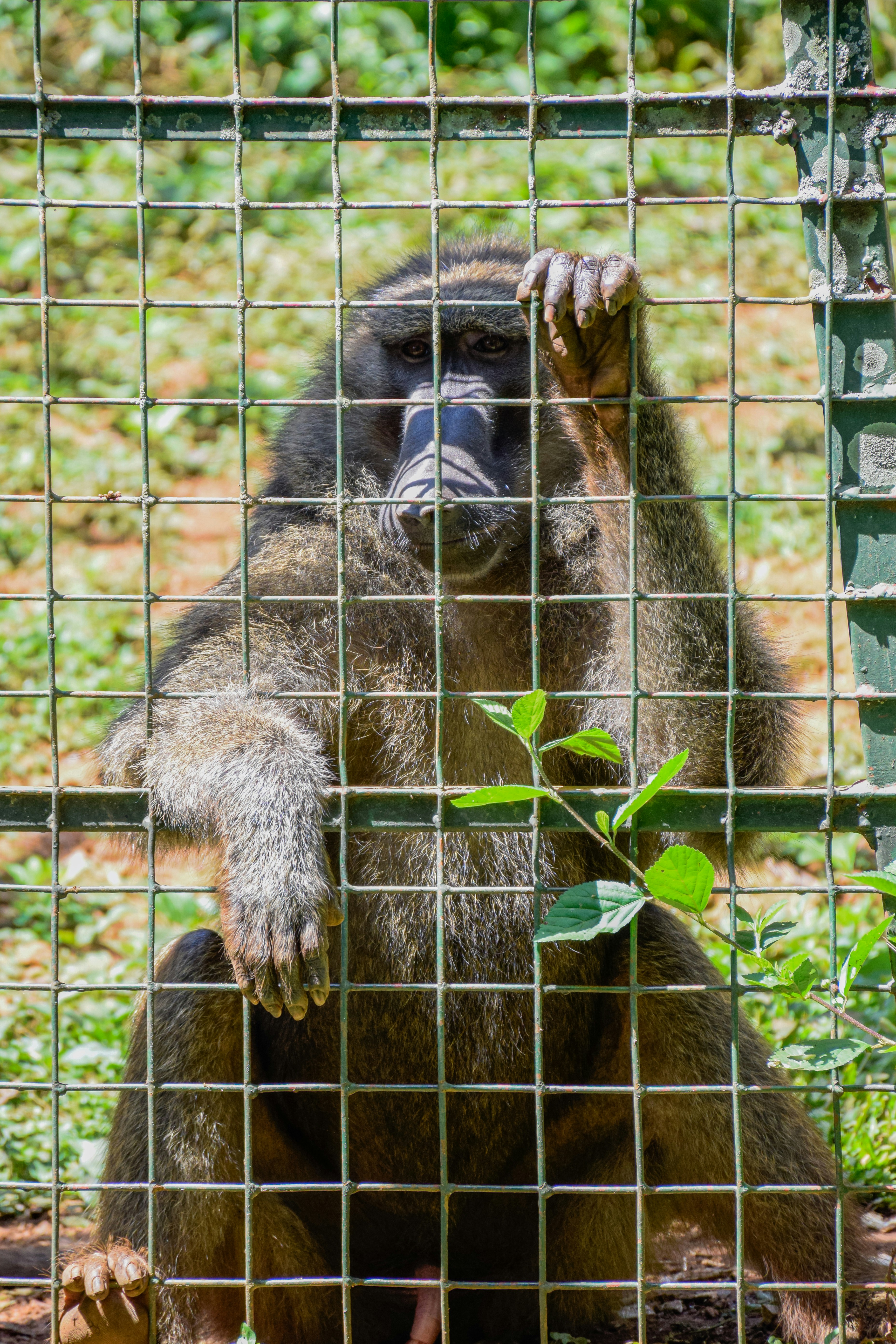 Behind the Grid: A Primed Gentle Gaze from the Enclosure