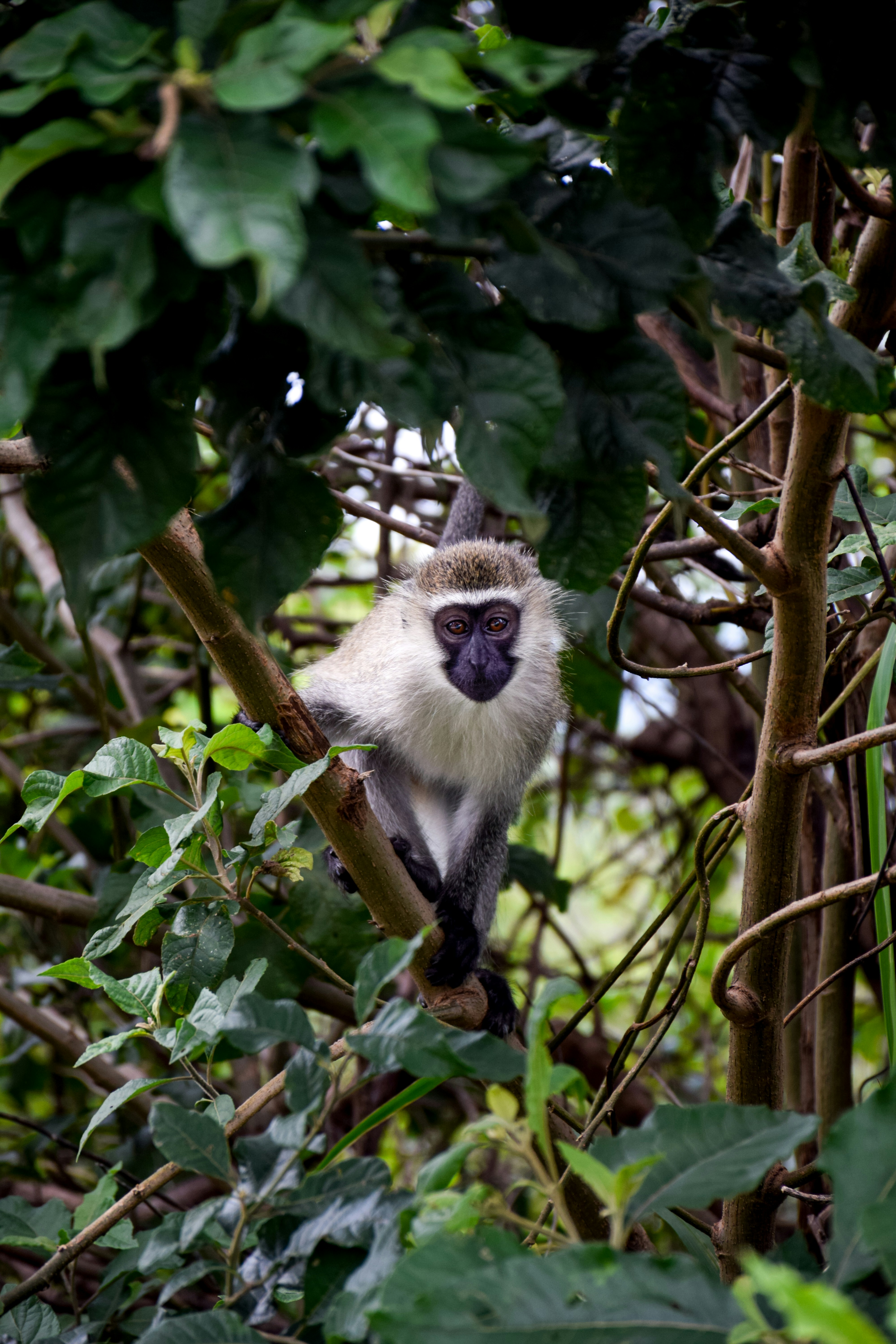 Curious vervet-like monkey perched on a branch amid dense green foliage, peering toward the camera; naturalistic wildlife scene with foreground leaves and intertwining stems.