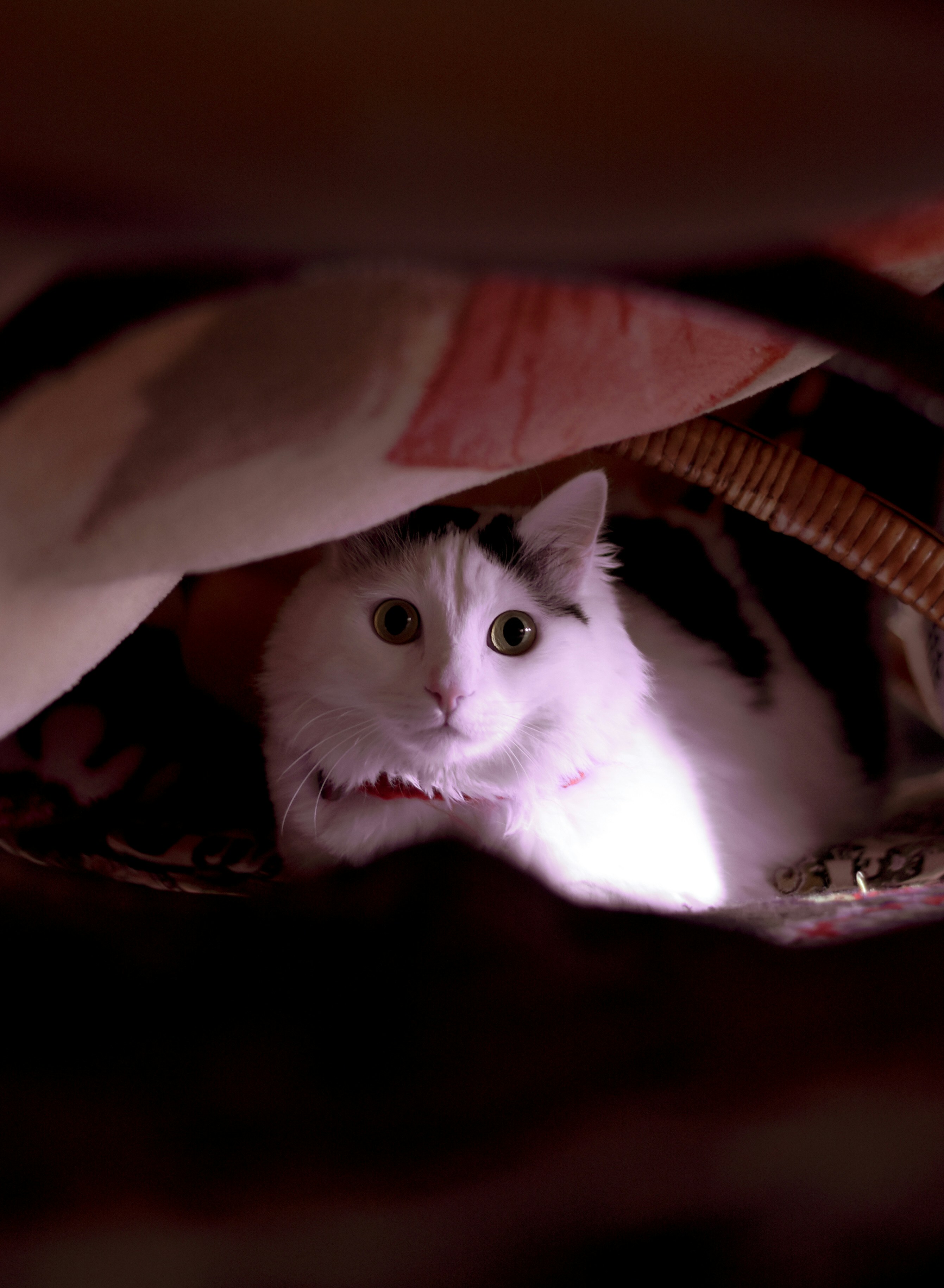 Curious Whiskers Under the Hidden Blanket