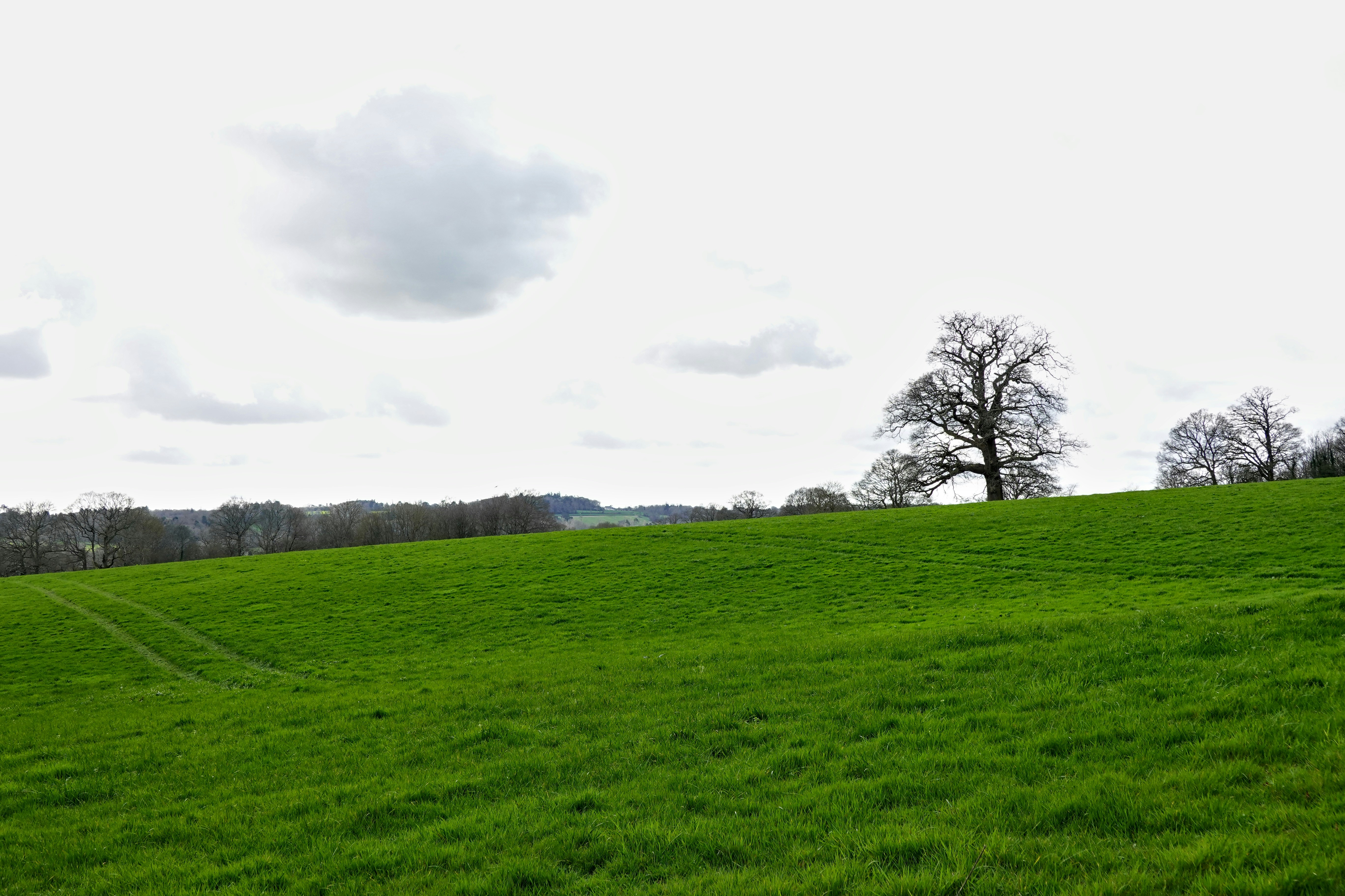  lone tree on a verdant hill under a bright sky