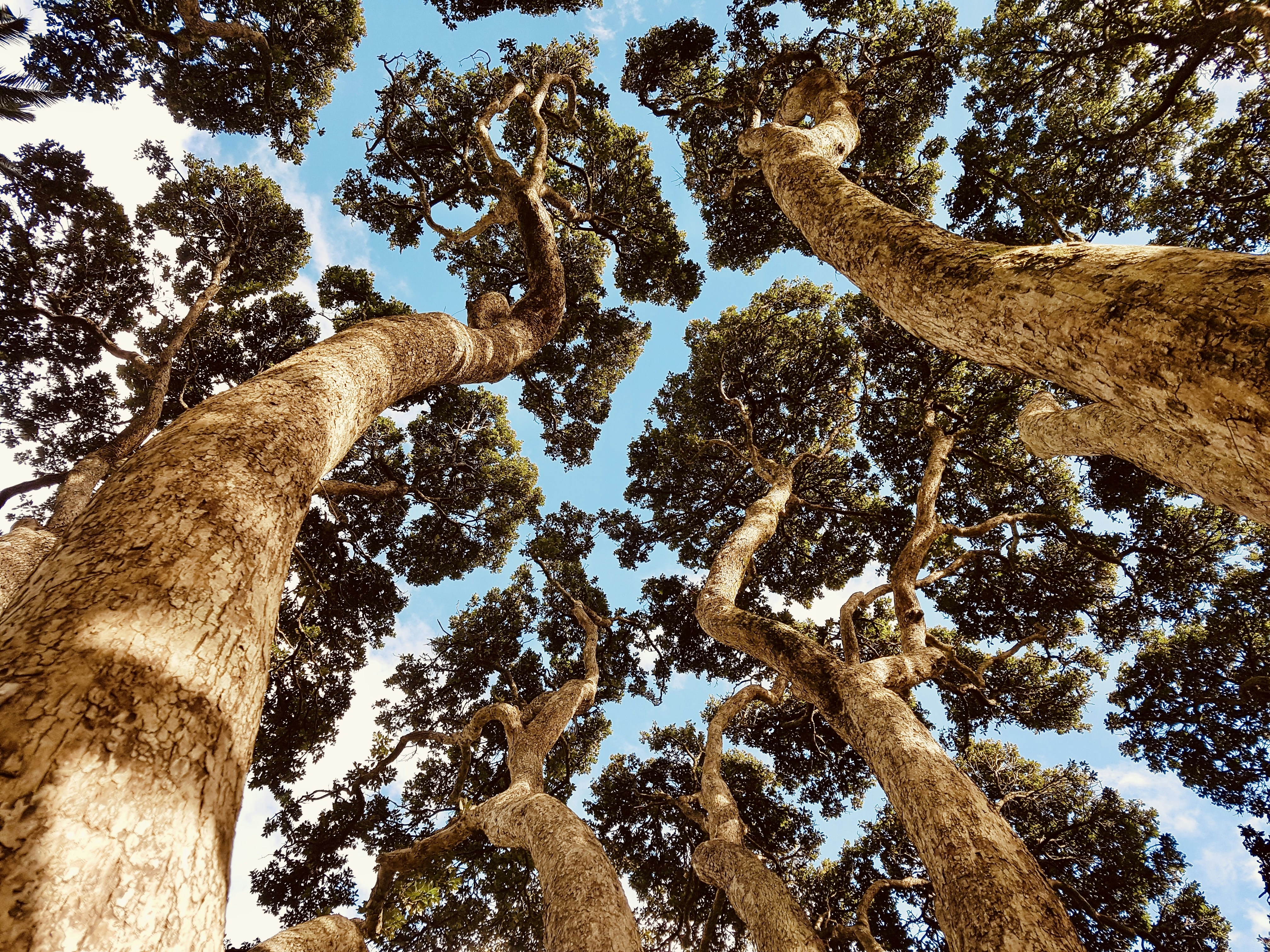 Canopy Giants: Upward Gaze Through Towering Oaks