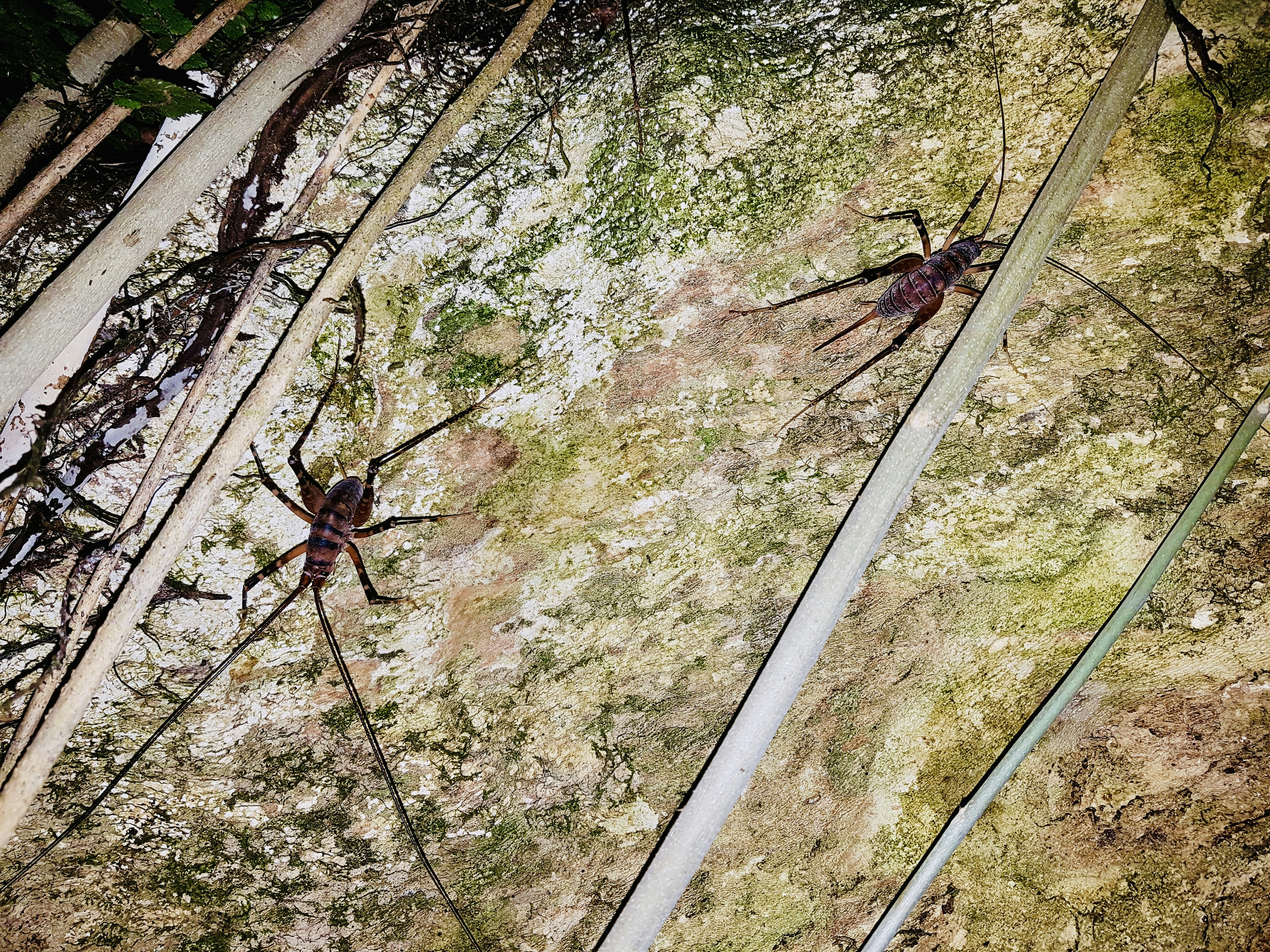 Wasp and Bamboo in dappled forest light