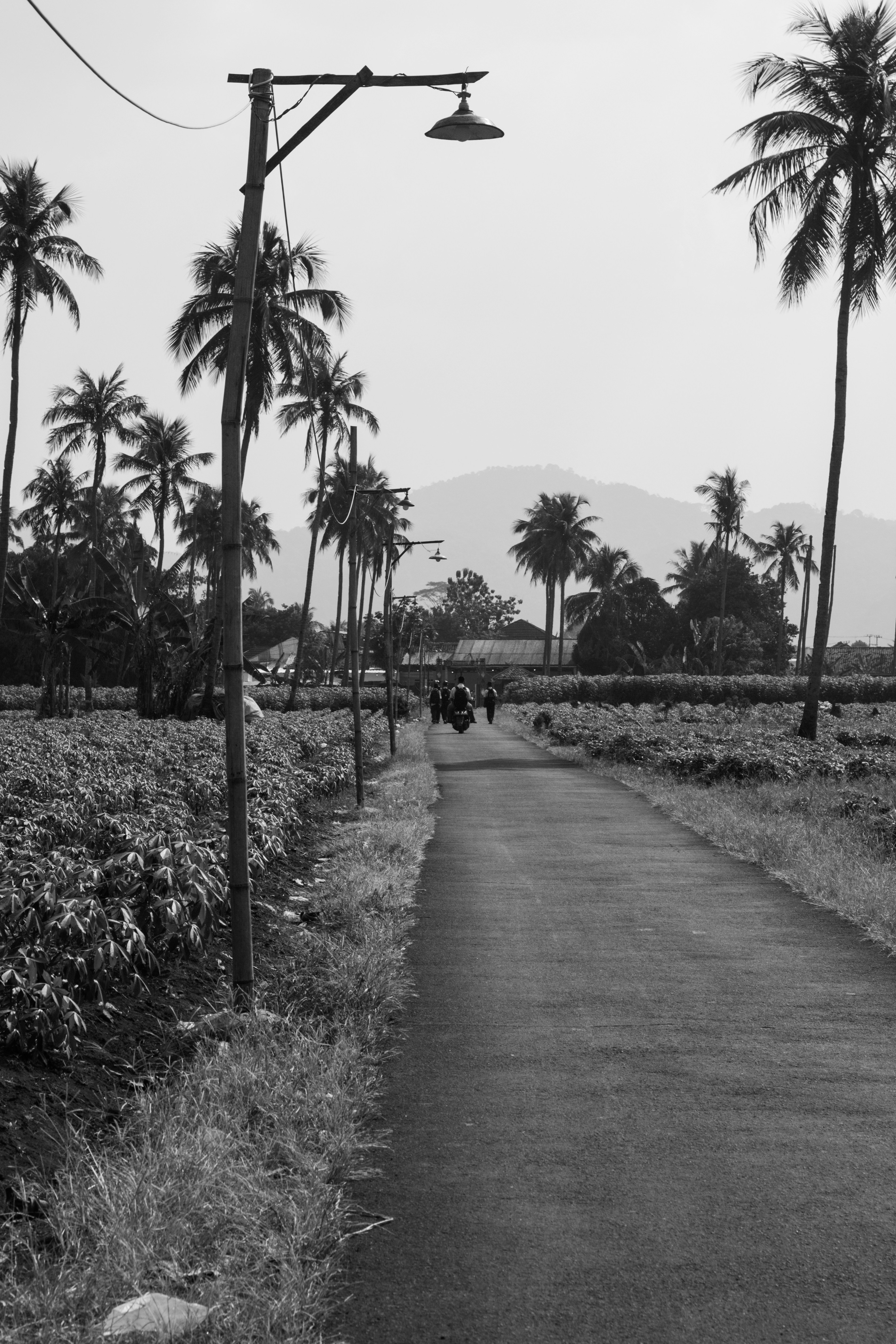 Rural Palm Avenue: A Quiet Walk Down the Central Road