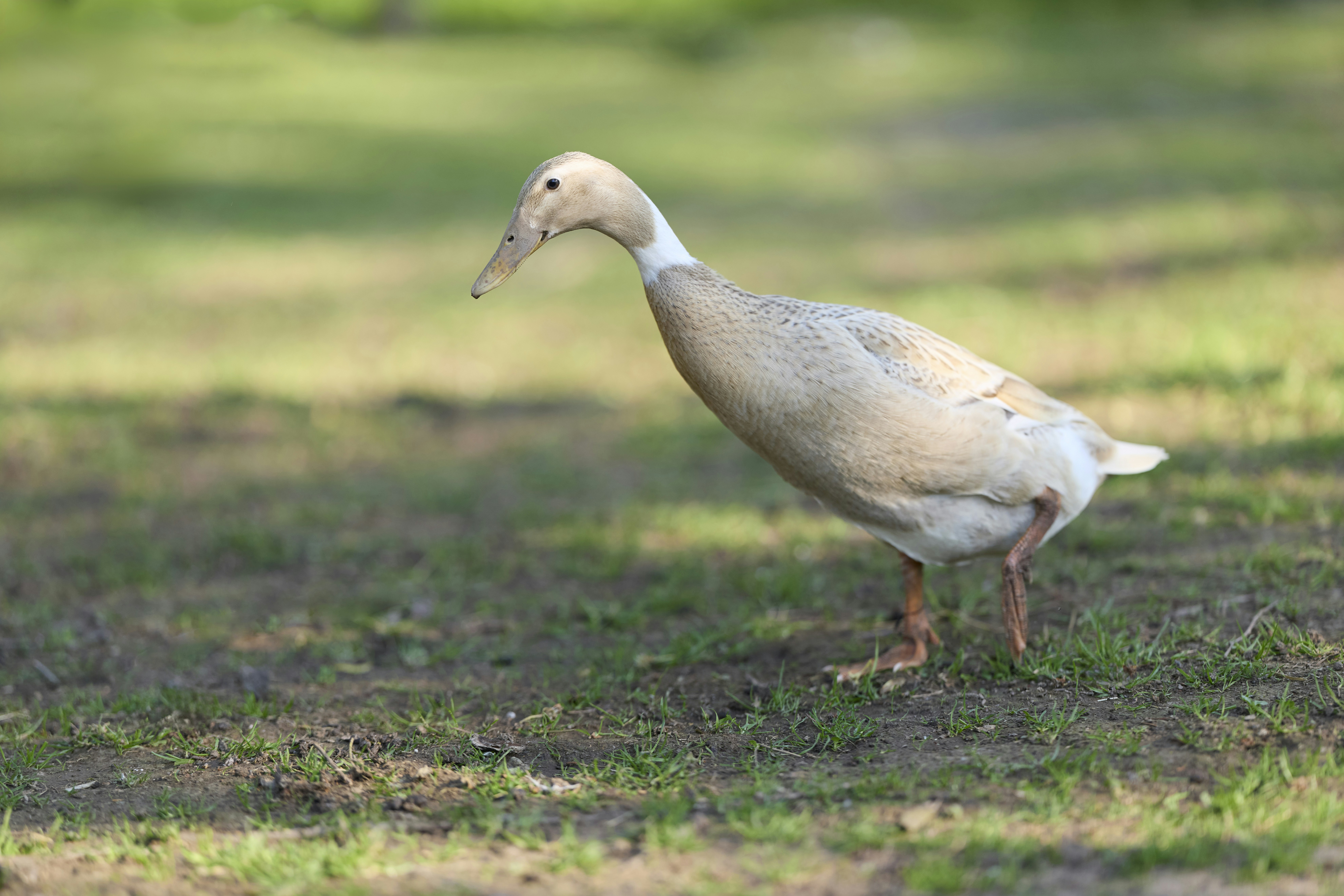 Curious Greylag Goose on sunlit meadow