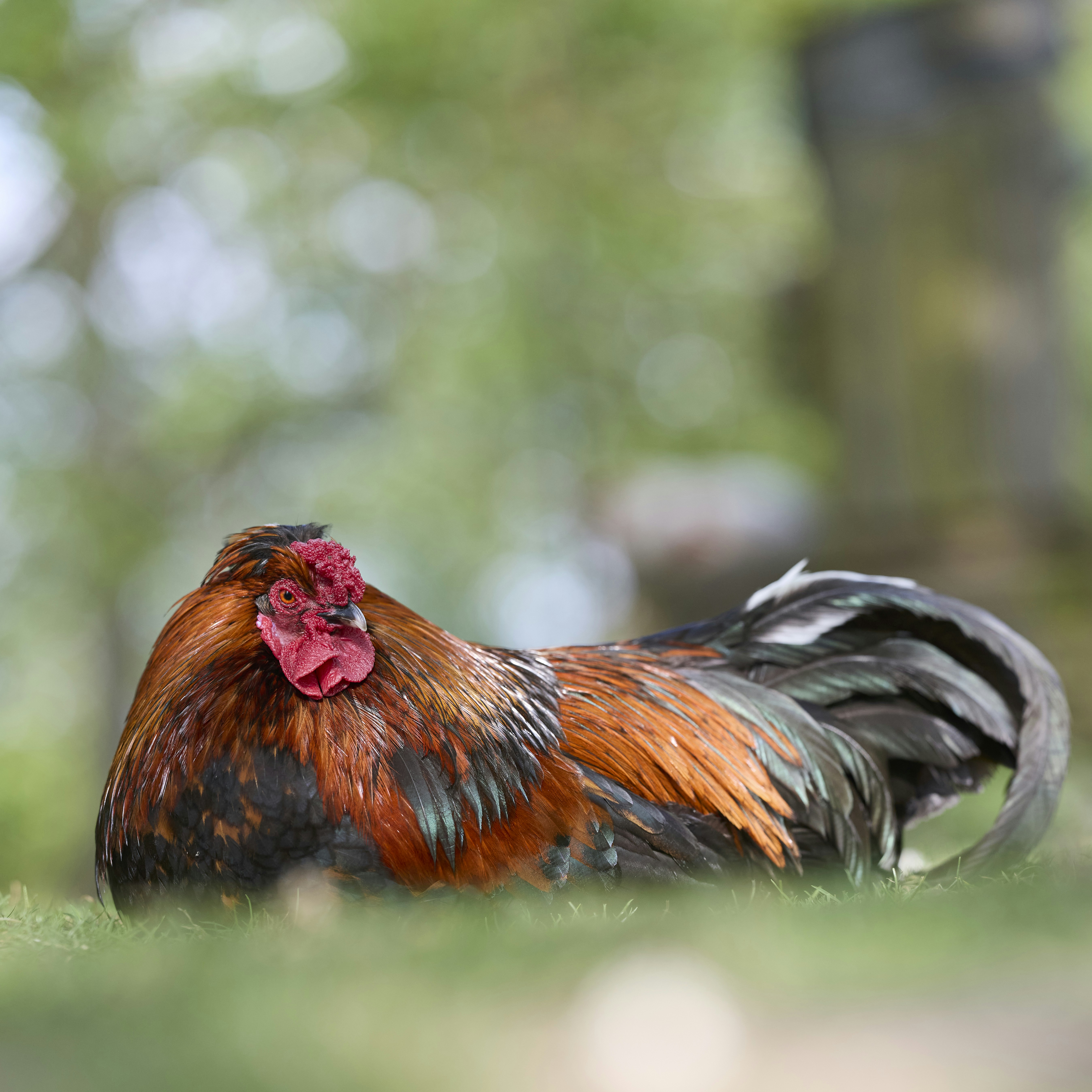 Rooster Resting in Dappled Grass
