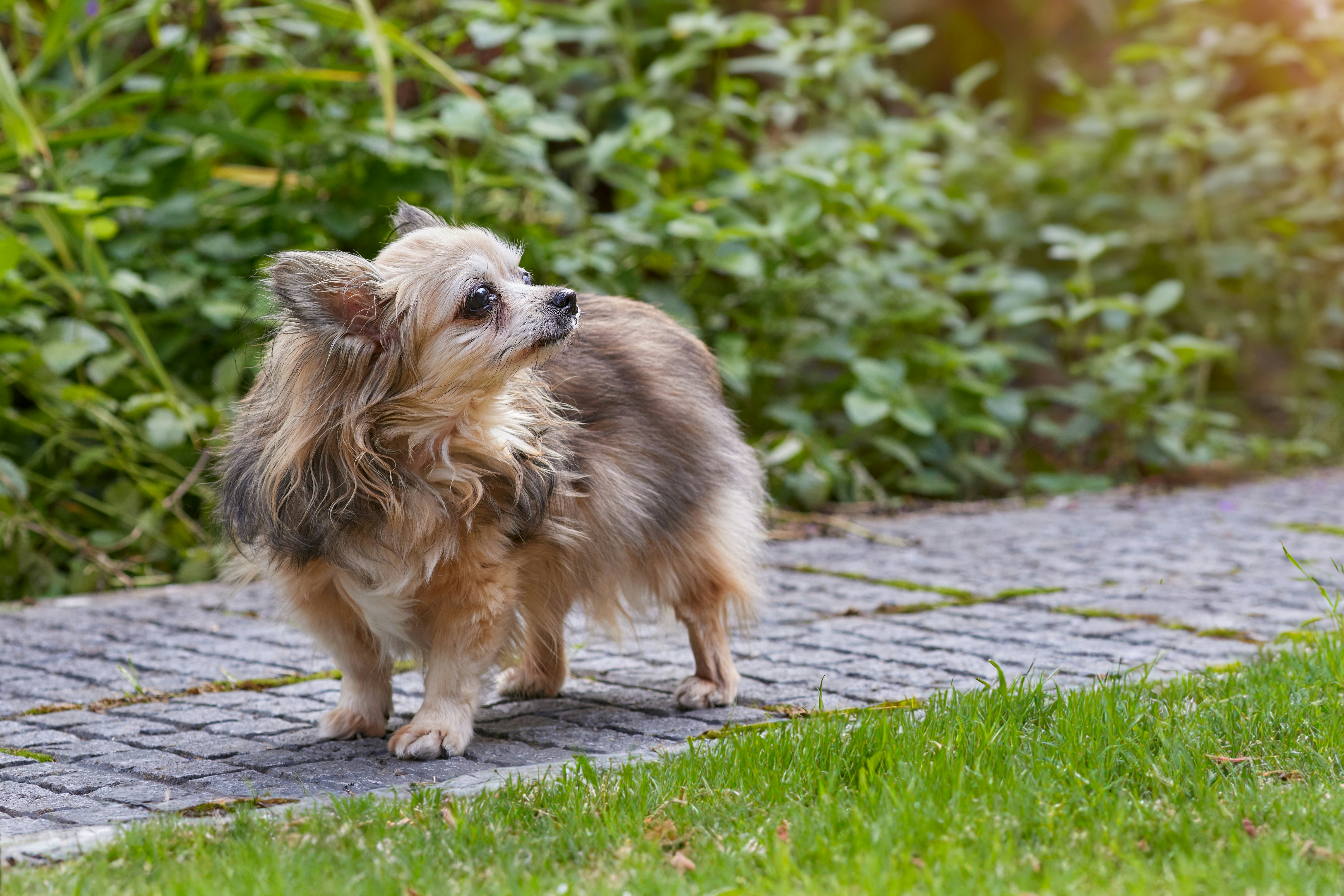 Curious Pooch on a Cobblestone Path