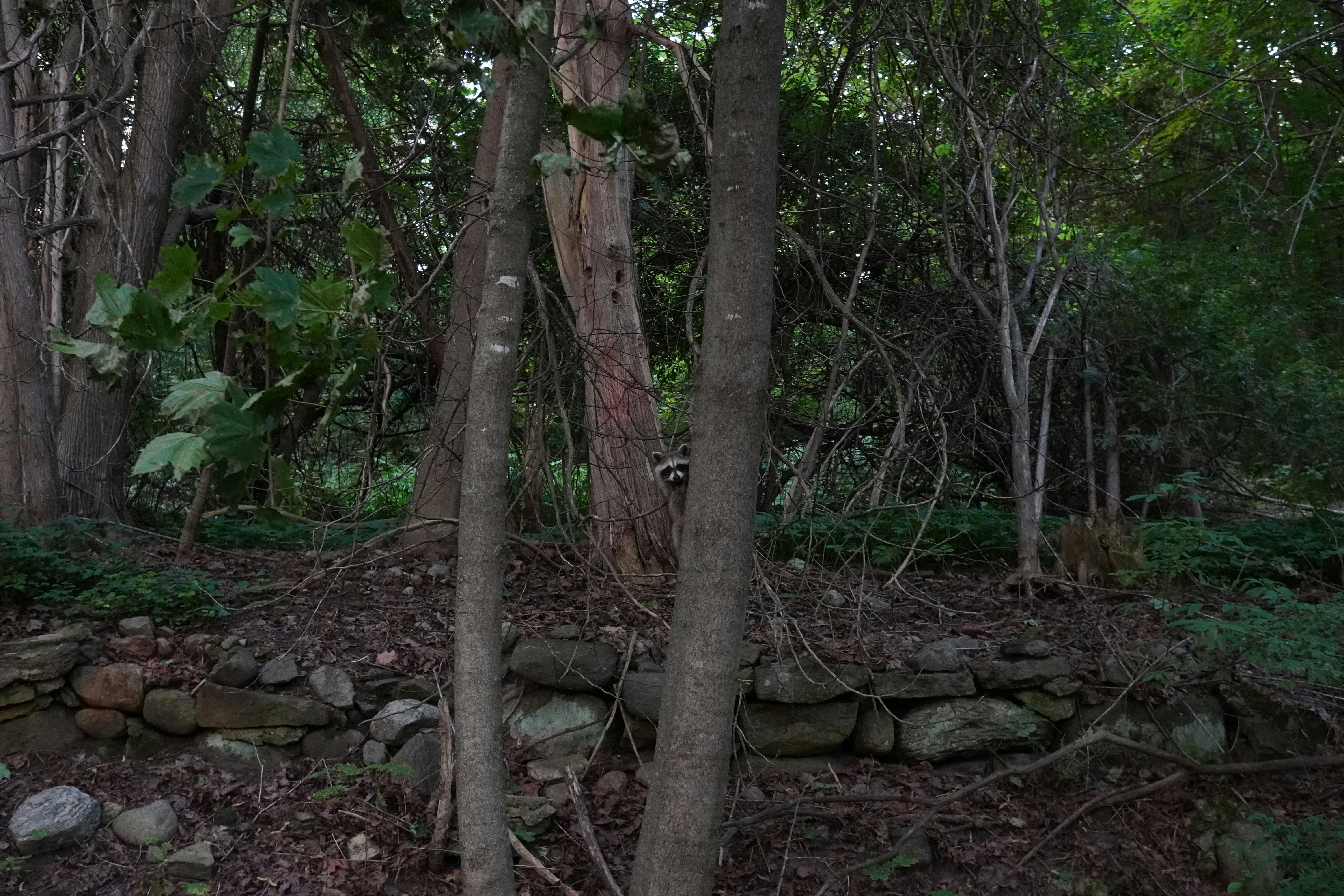 Dense woodland scene with a stone retaining wall and slender tree trunks forming a natural frame in low light.