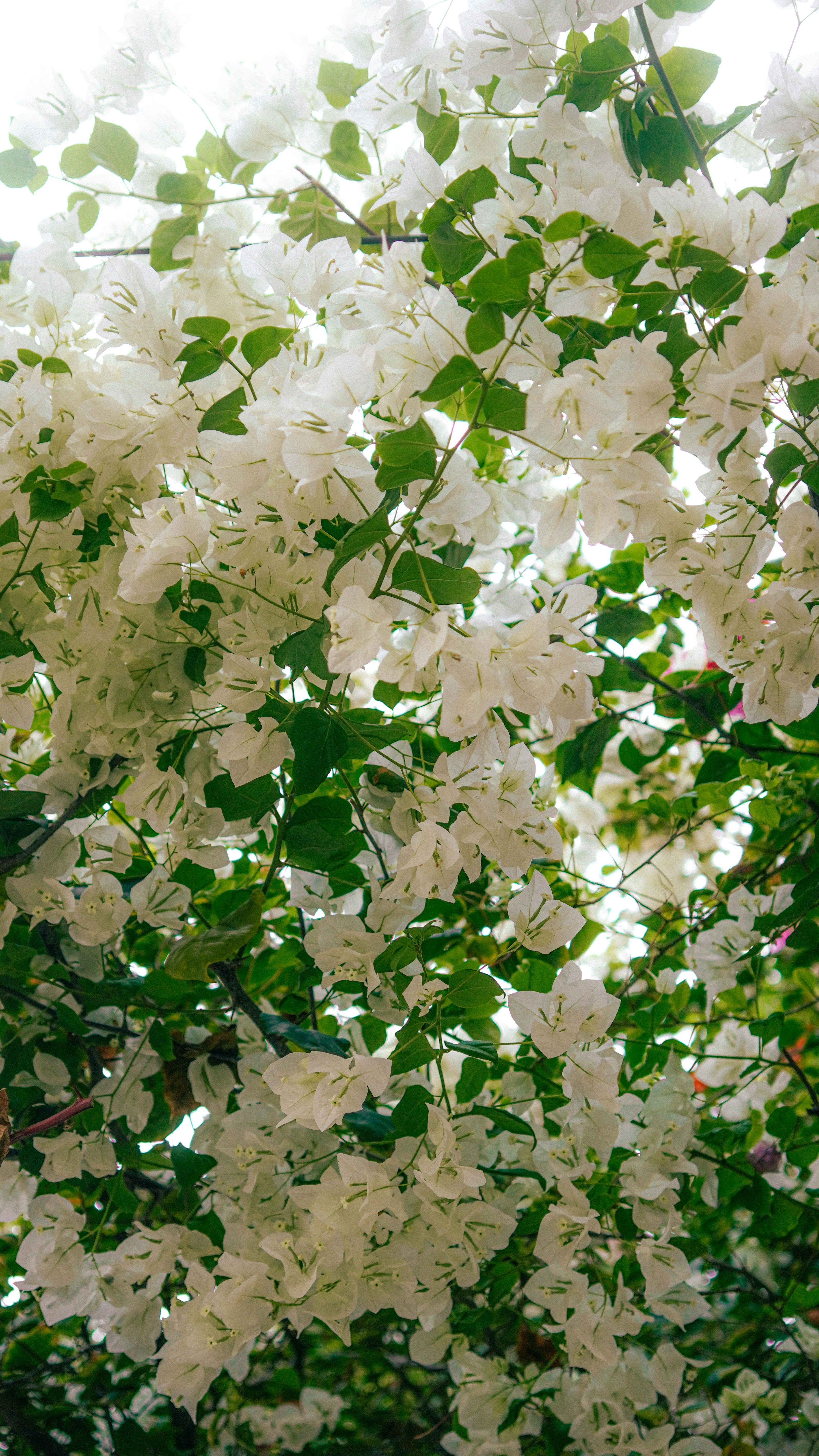 Dense white bougainvillea blossoms spill across a lush green backdrop, creating a radiant floral cascade.