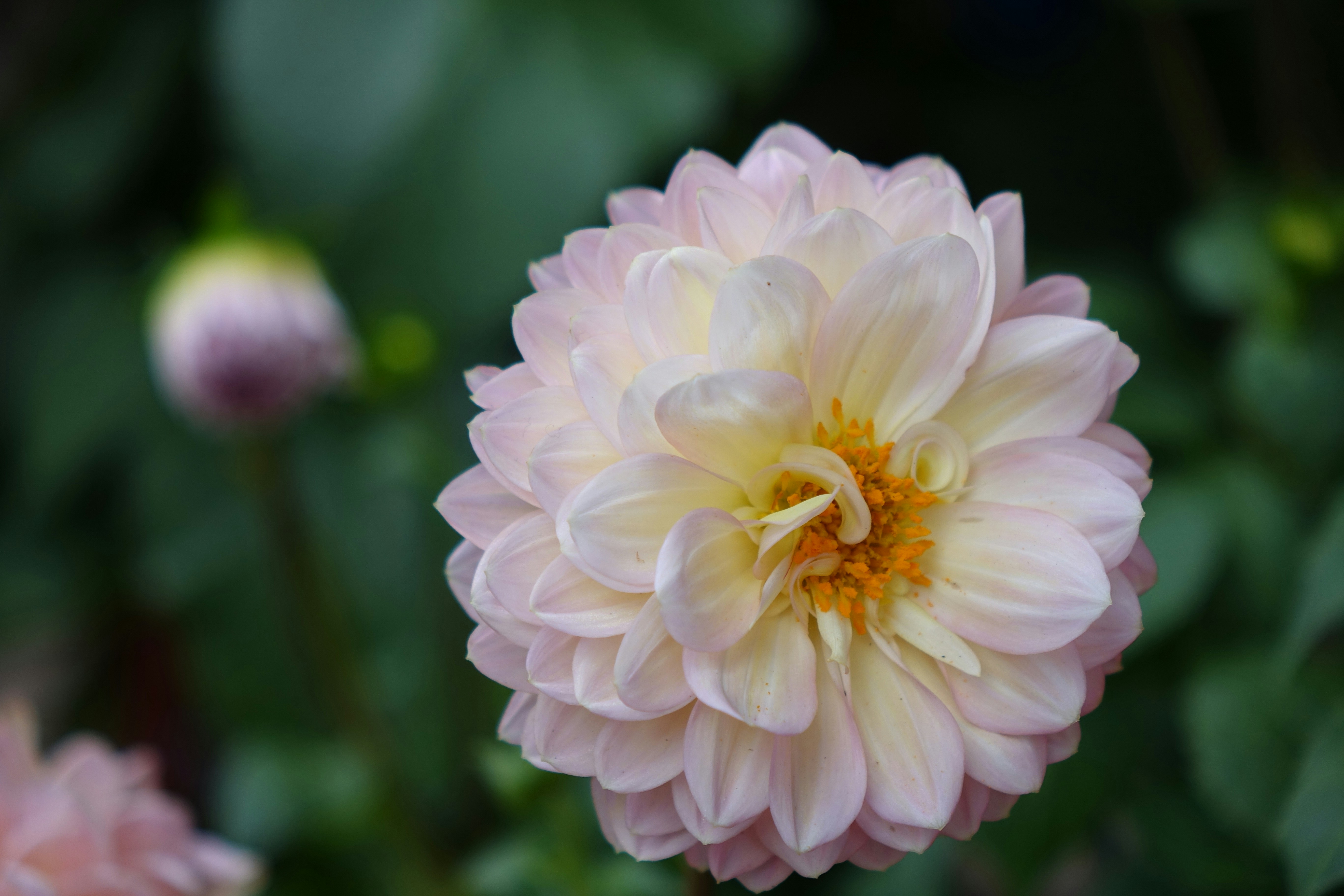 Soft Bloom in Focus: A Pale Dahlia Reigns the Garden Bed