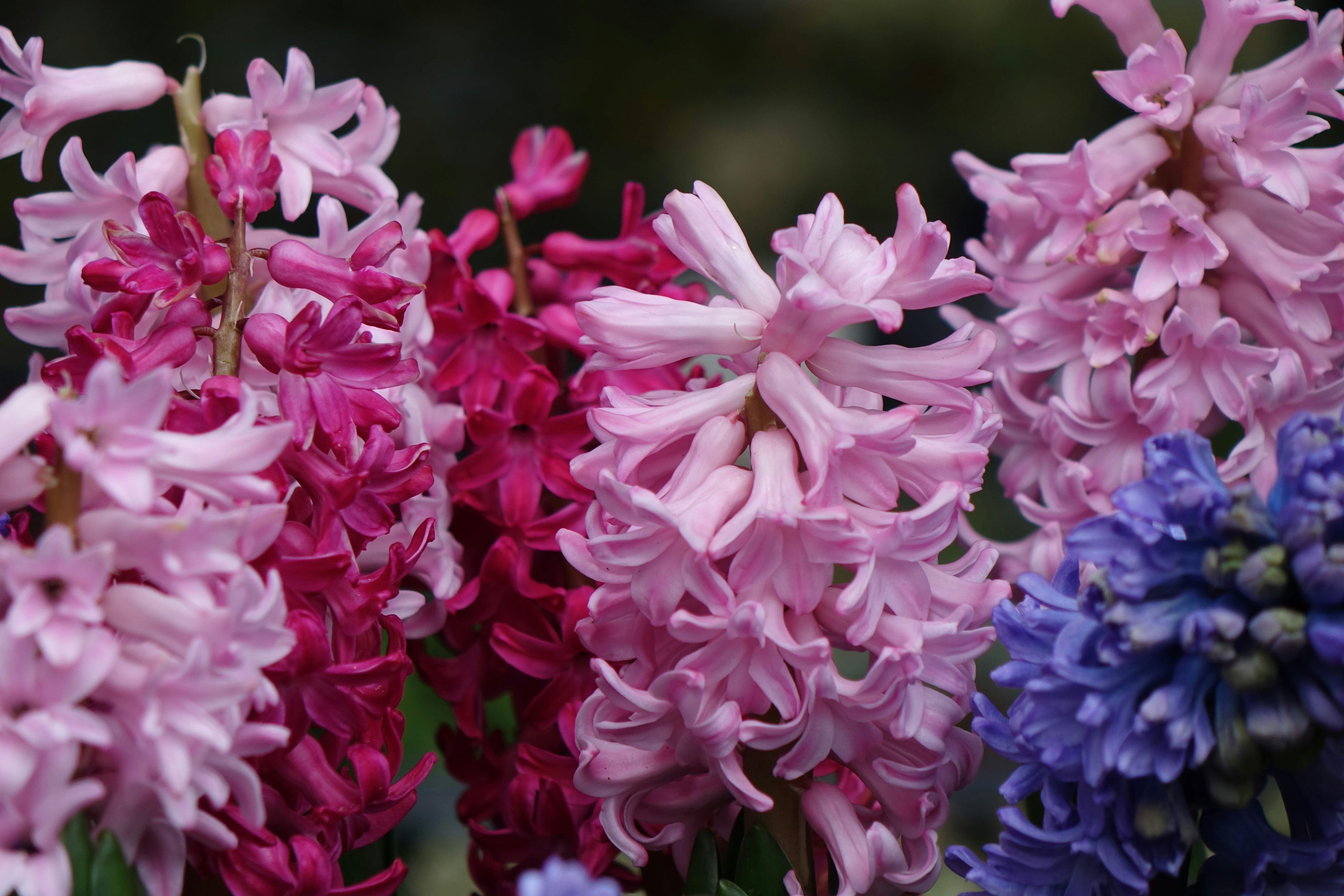 Petals in Focus: A Close Chorus of Hyacinth Blooms
