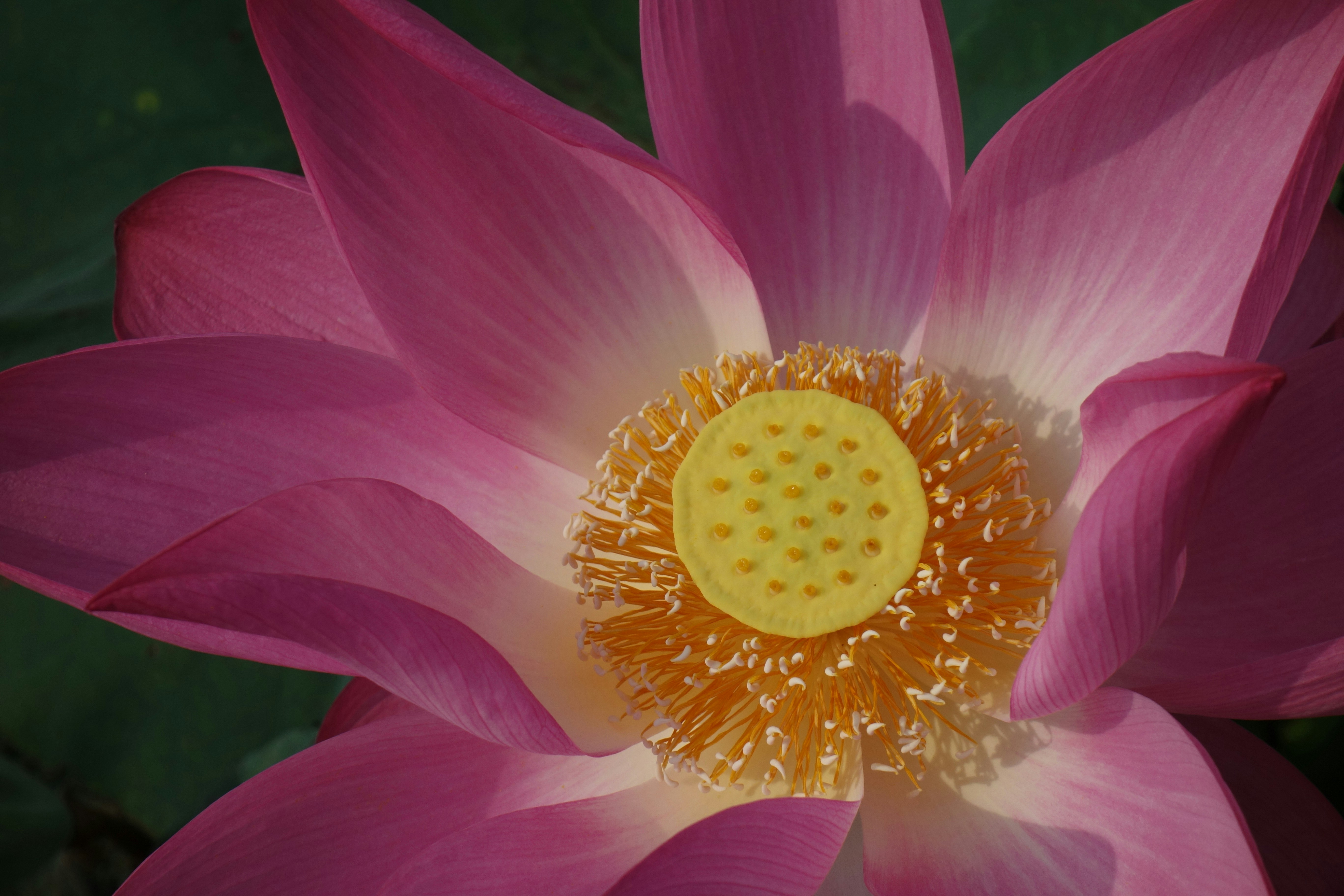 Center Bloom: A Pink Lotus Petal Portrait