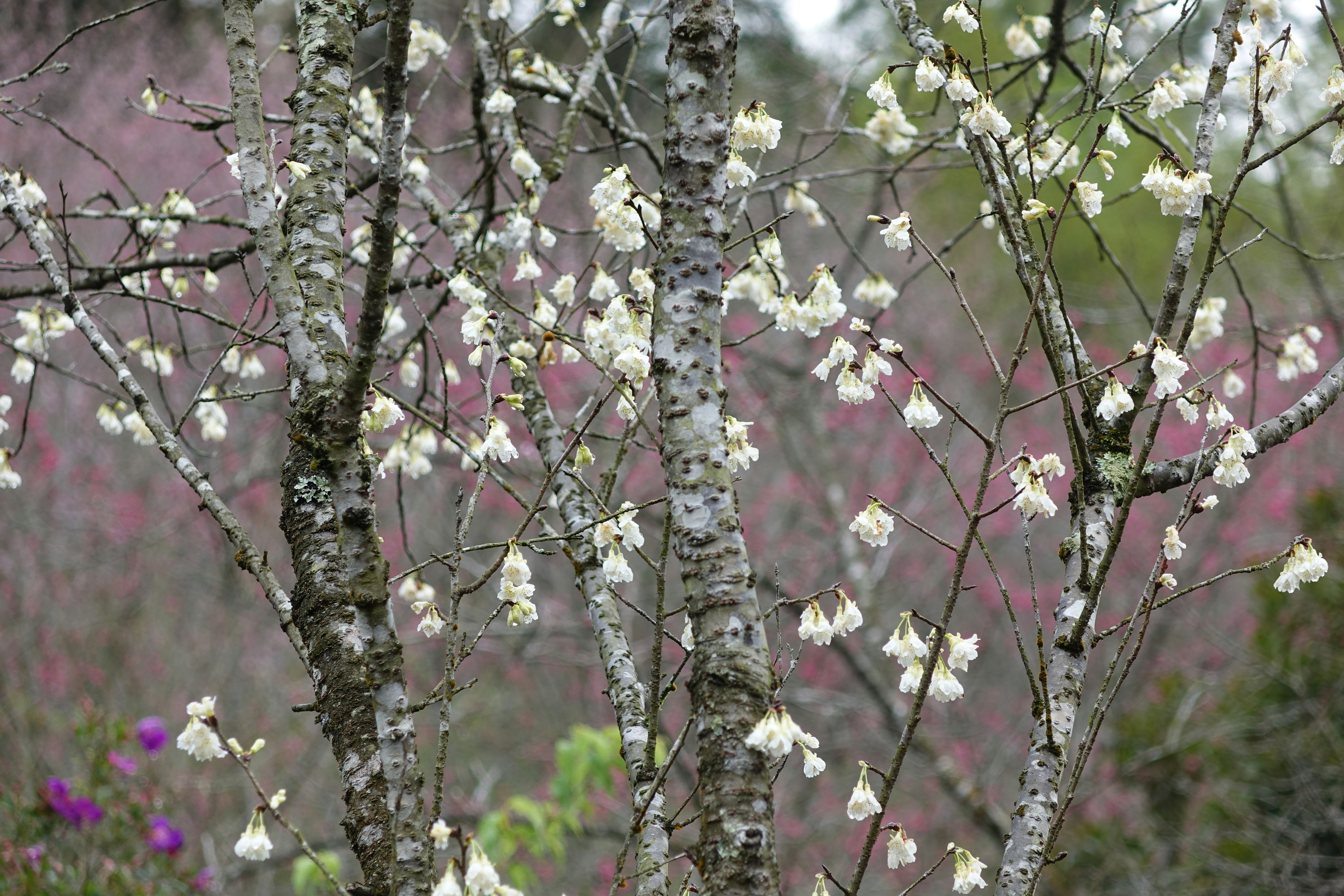 Blossoms in a Quiet Spring Grove