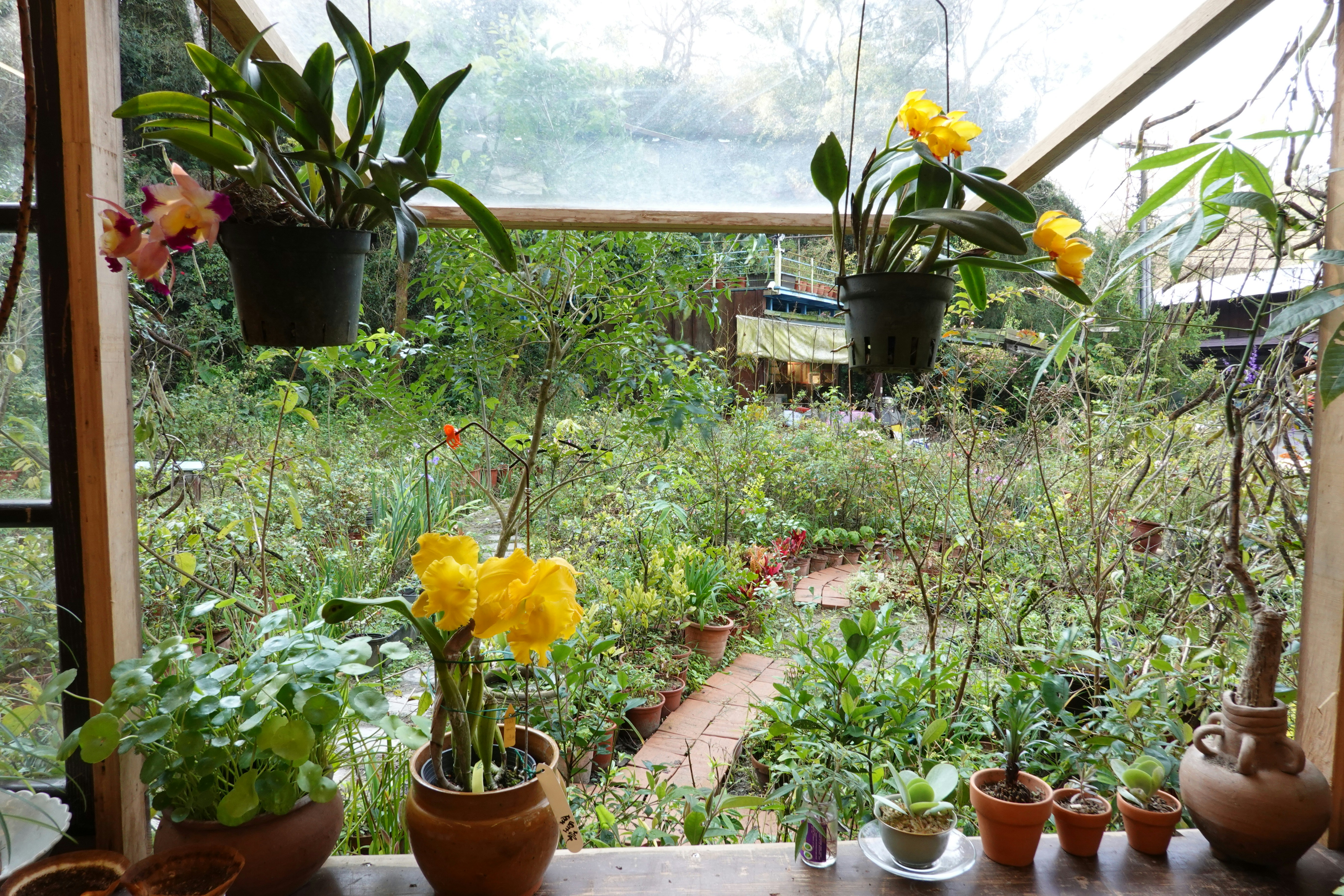 Window Box Garden: A Quiet Verdant View Framed by Pots