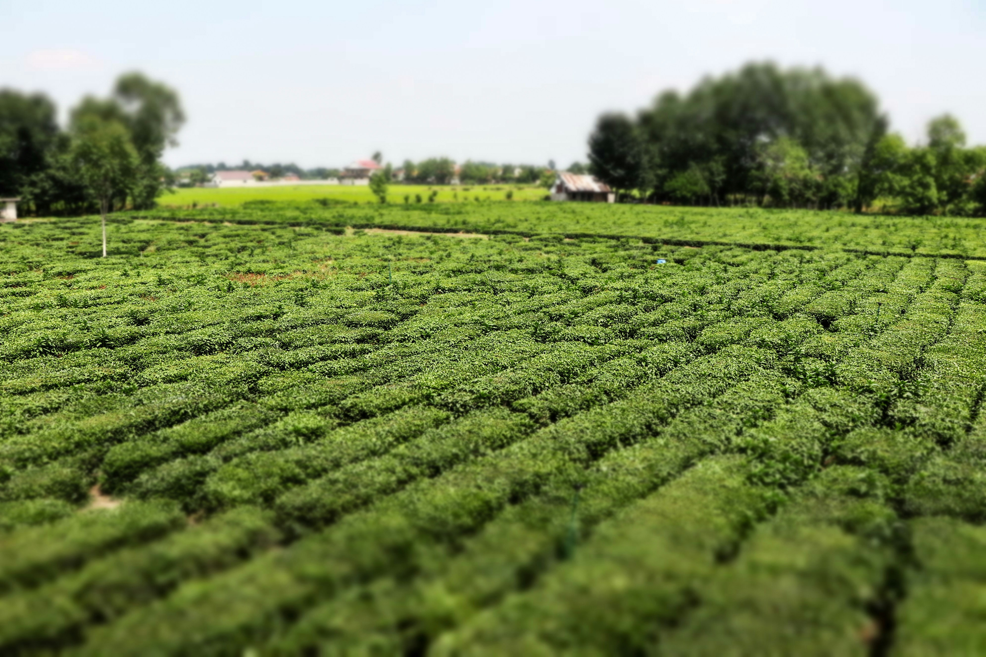 Vast green rows of crops stretch toward a distant farmhouse under a bright sky. Aerial view emphasizes the texture and line direction of the field; the scene is a photograph of a farmland landscape.