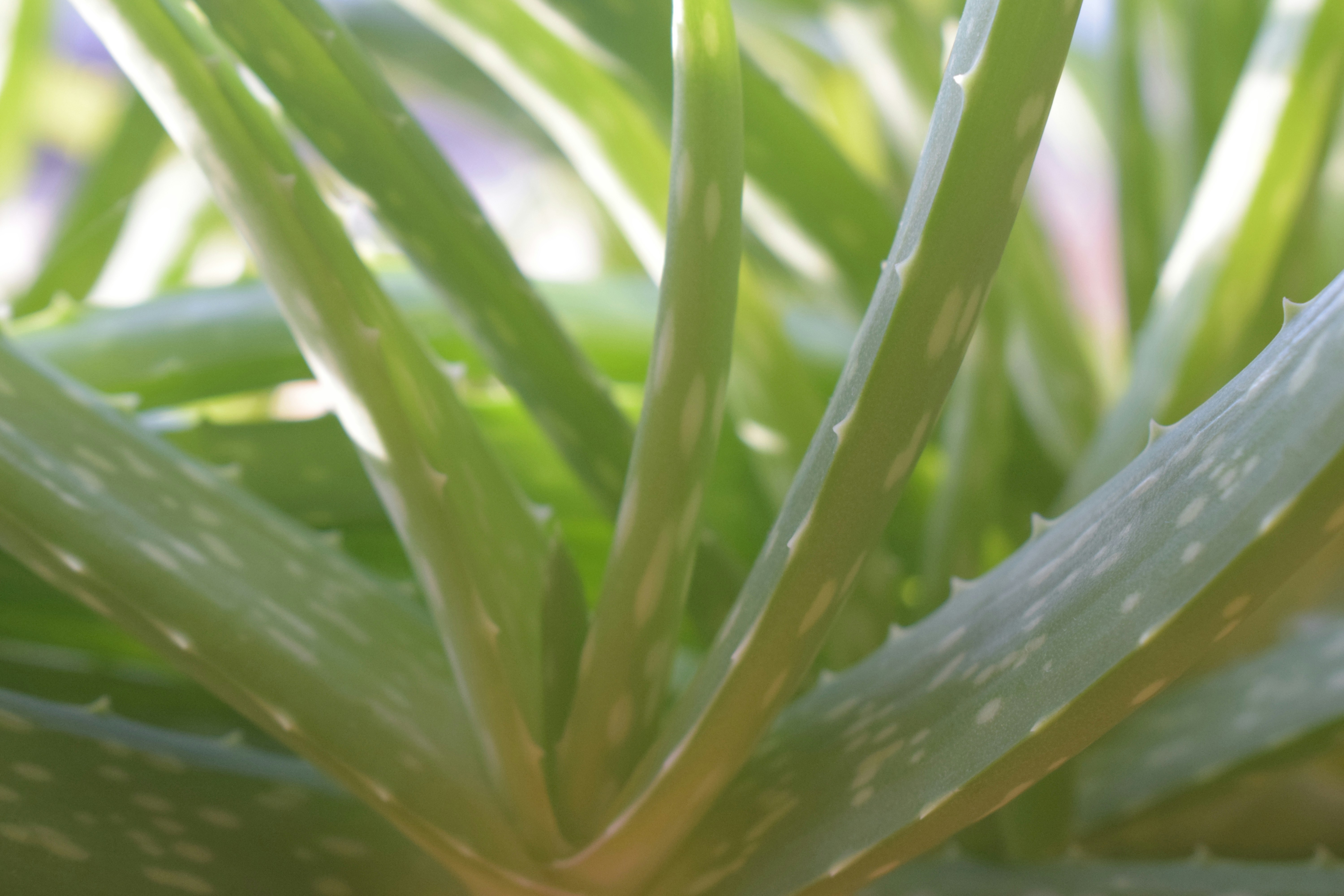 Center of Succulent Spiral: A Close-Up of Verdant Edges