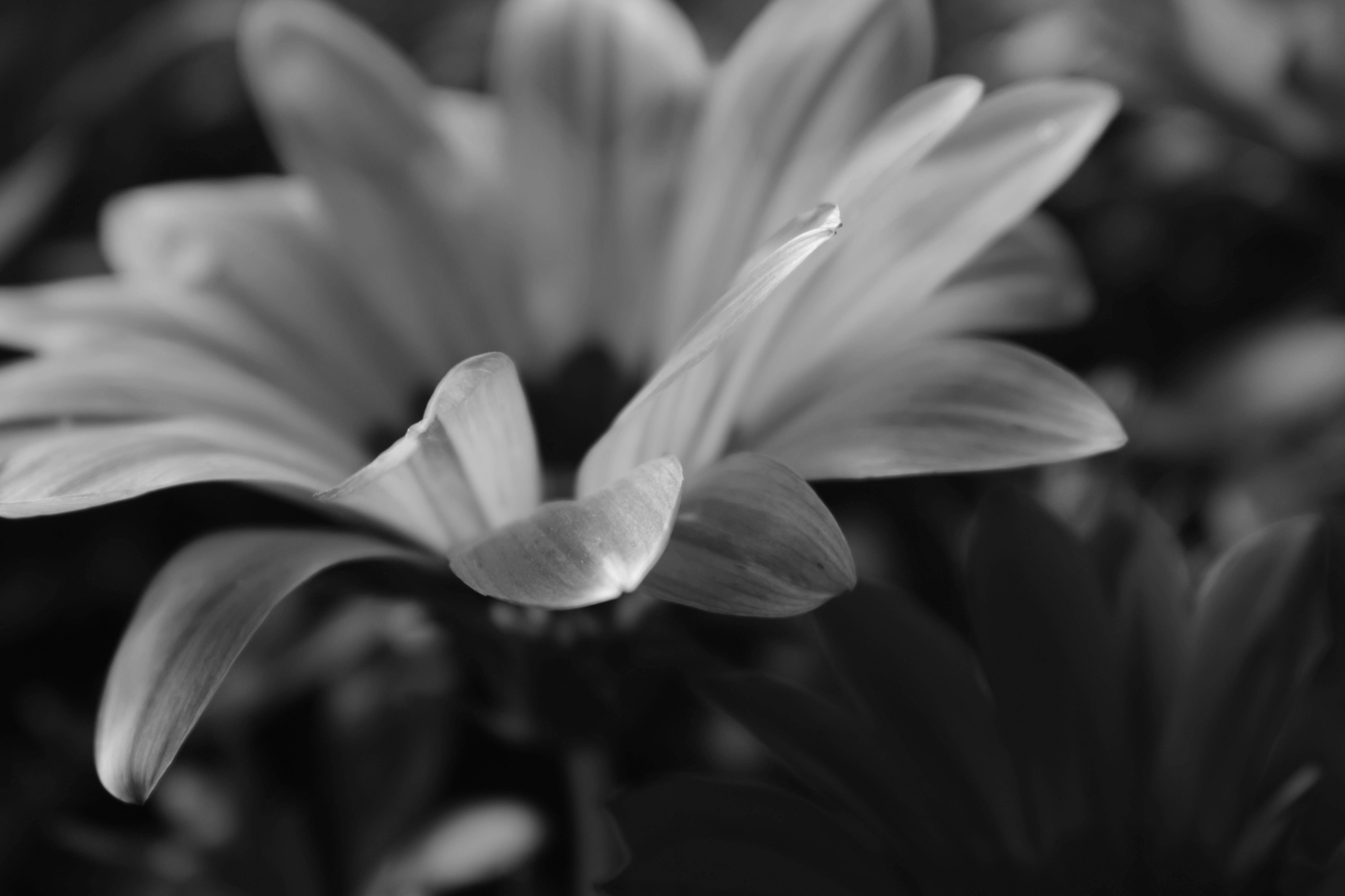 Soft Bloom: a monochrome study of petals unfurling toward light