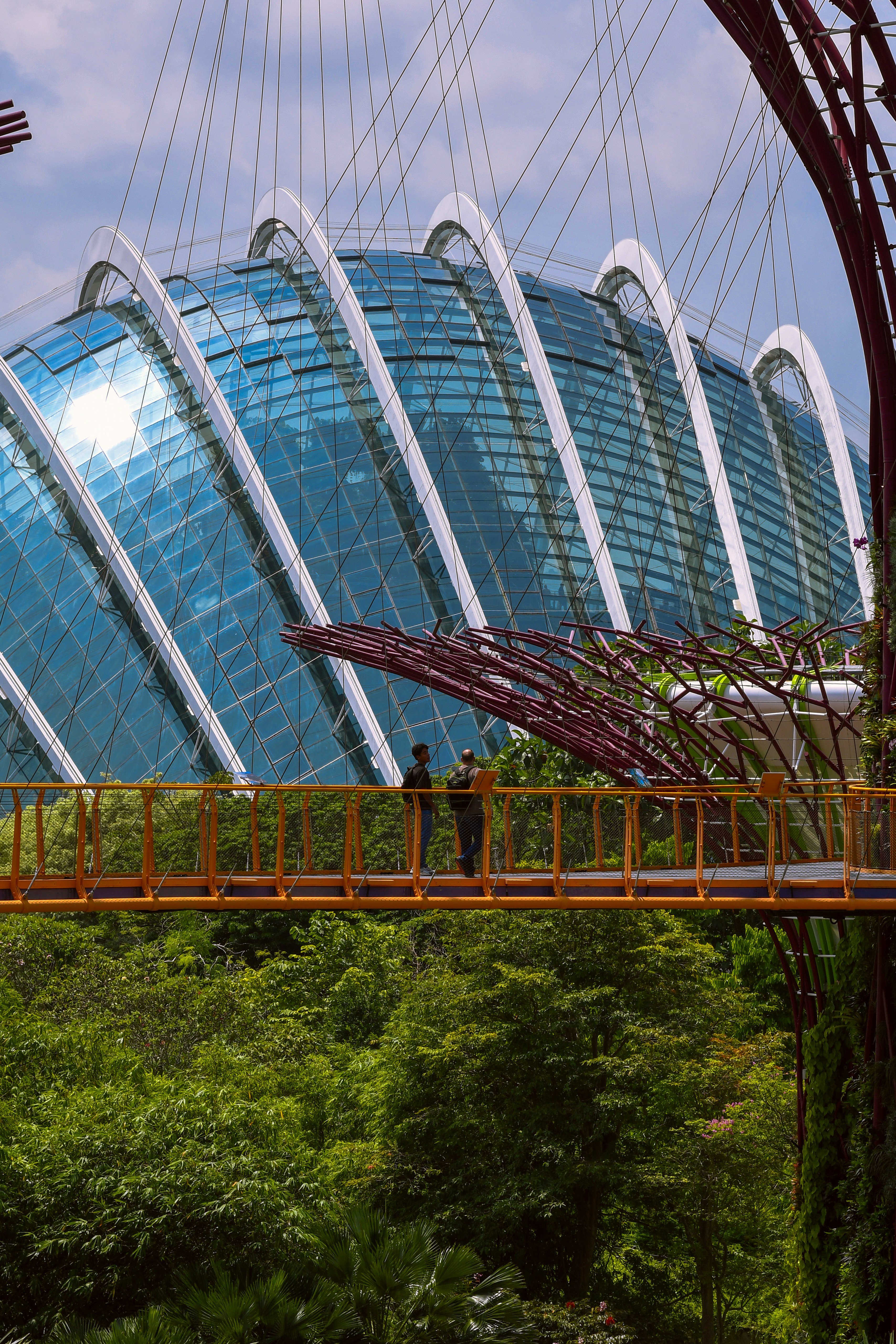 Glass Arches Over a Living Forest: A Walkway Beneath Curved Sky