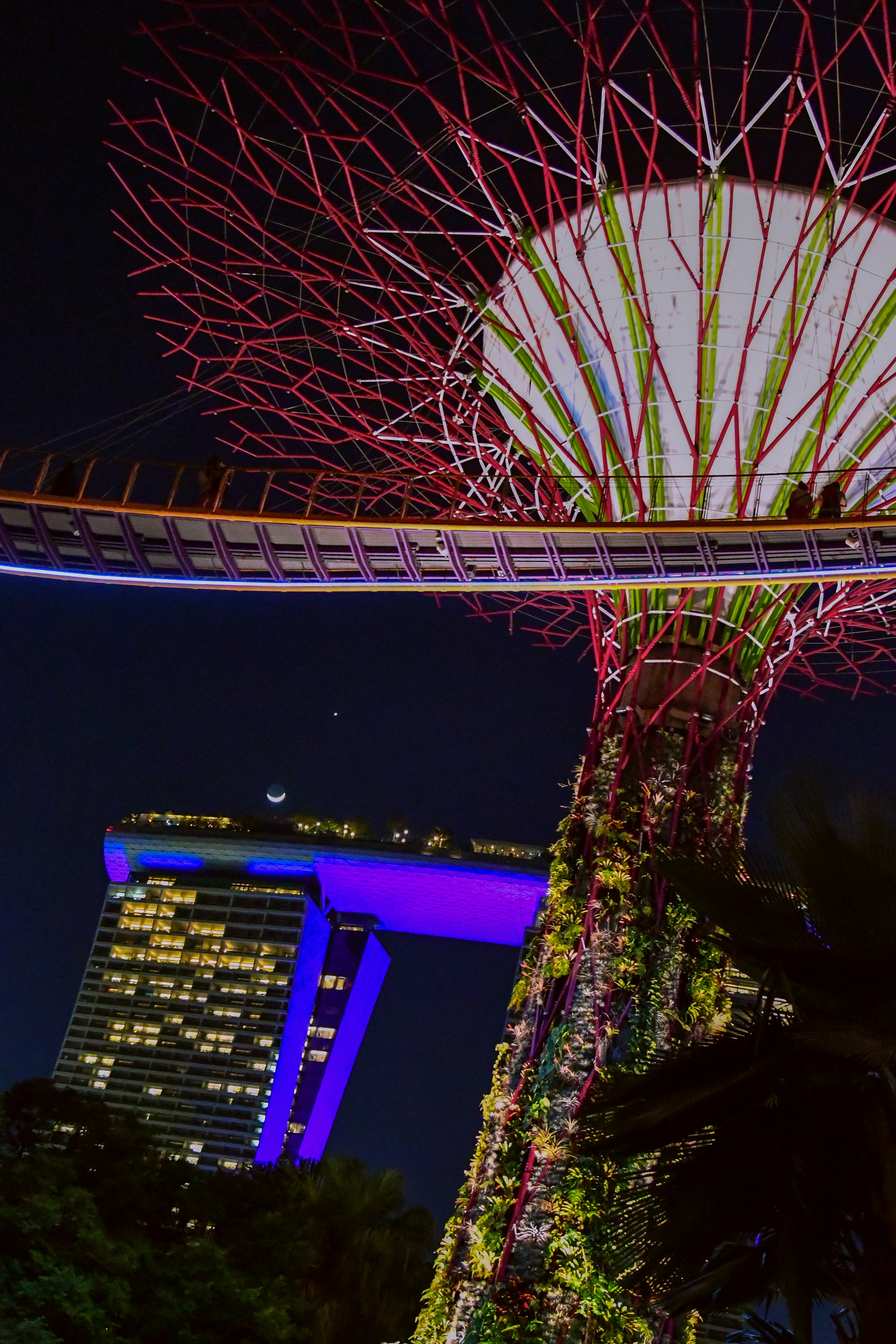 Night Neon Canopy: The Supertree at Marina Bay Shimmers