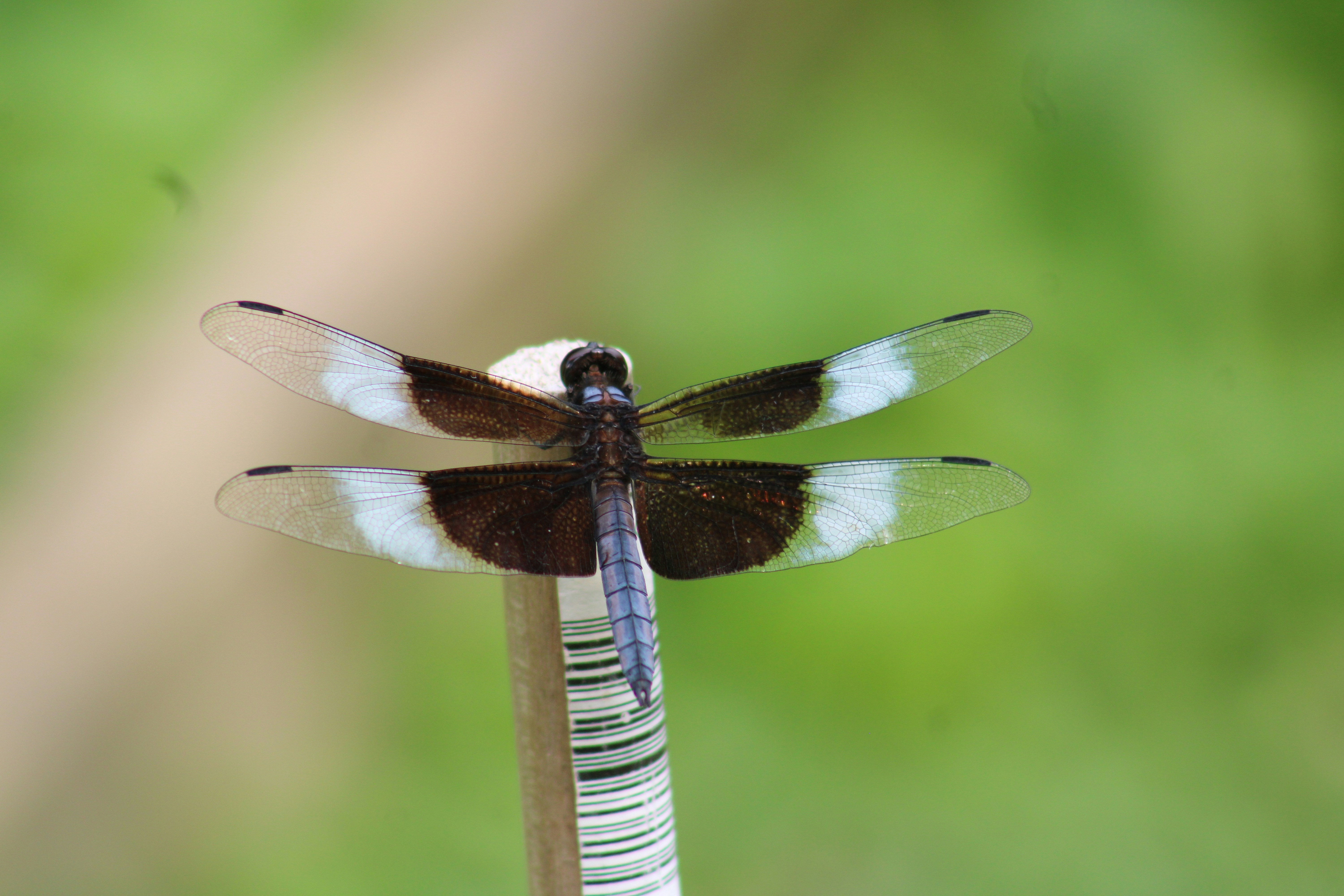 Symmetry in Flight: A Dragonfly Perched on a Striped Stick