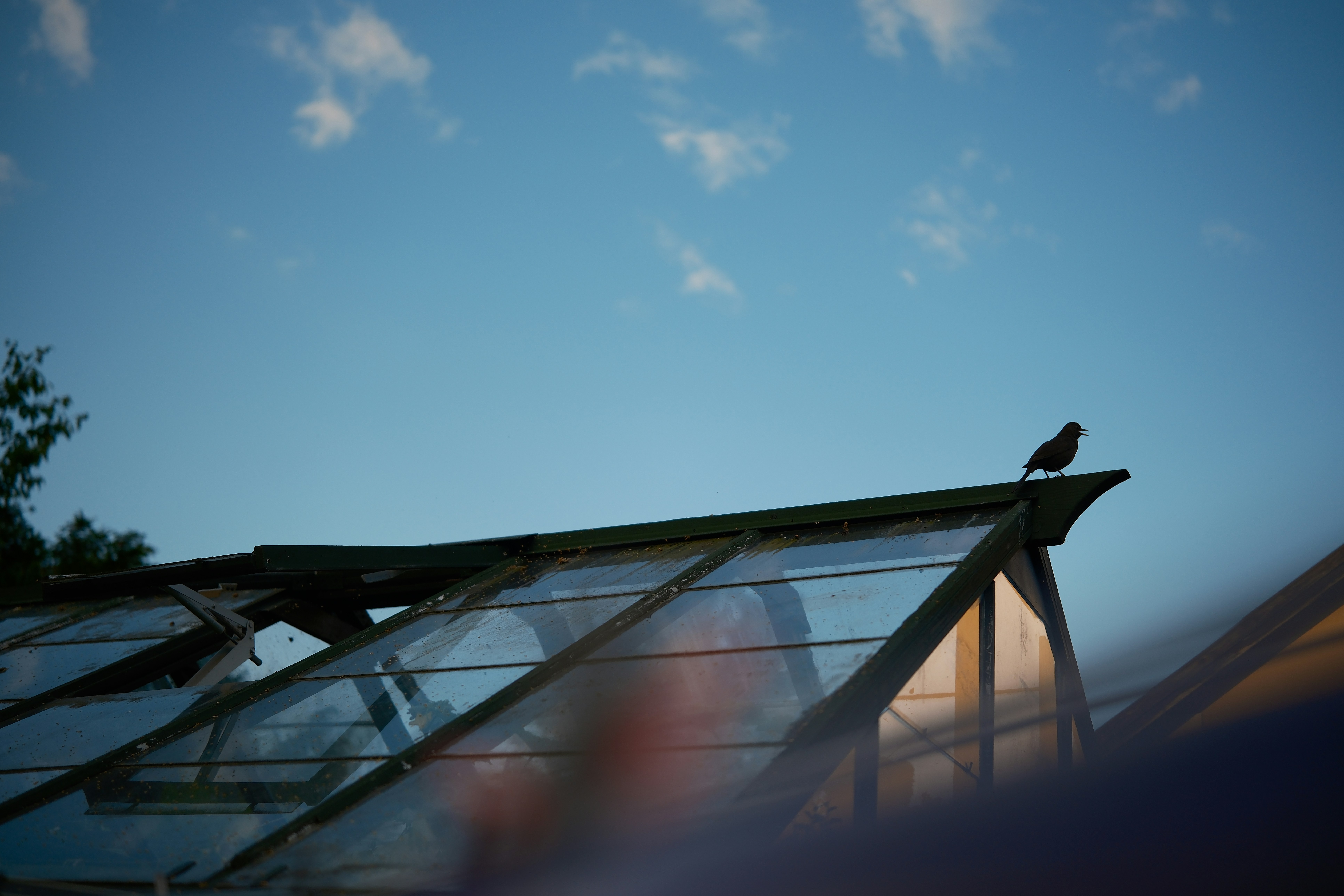 Bird on the Glass Atrium: A Quiet Perch Over a Slanted Rooftop