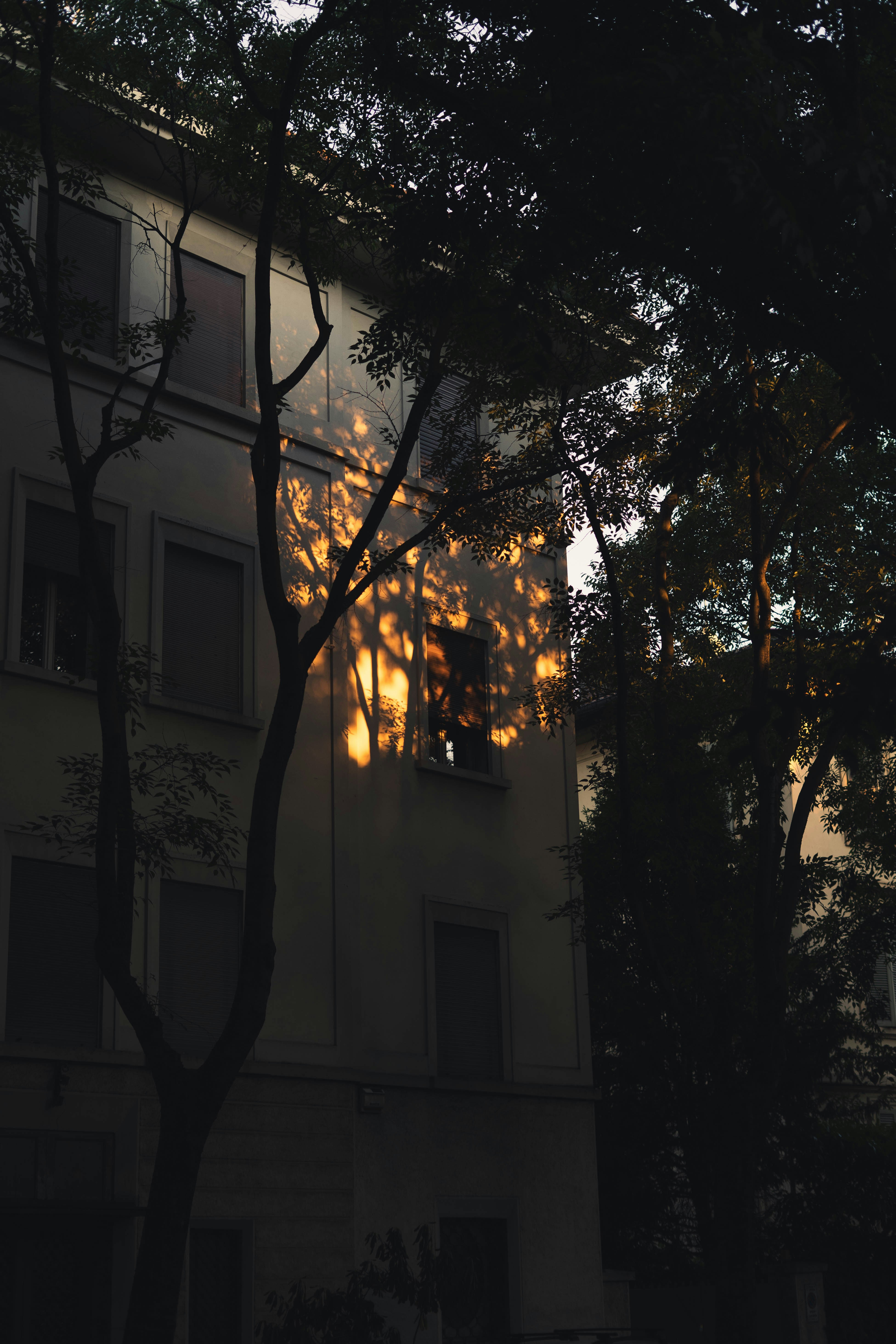 Sunlit Window Bloom: Evening Glow Through Urban Trees