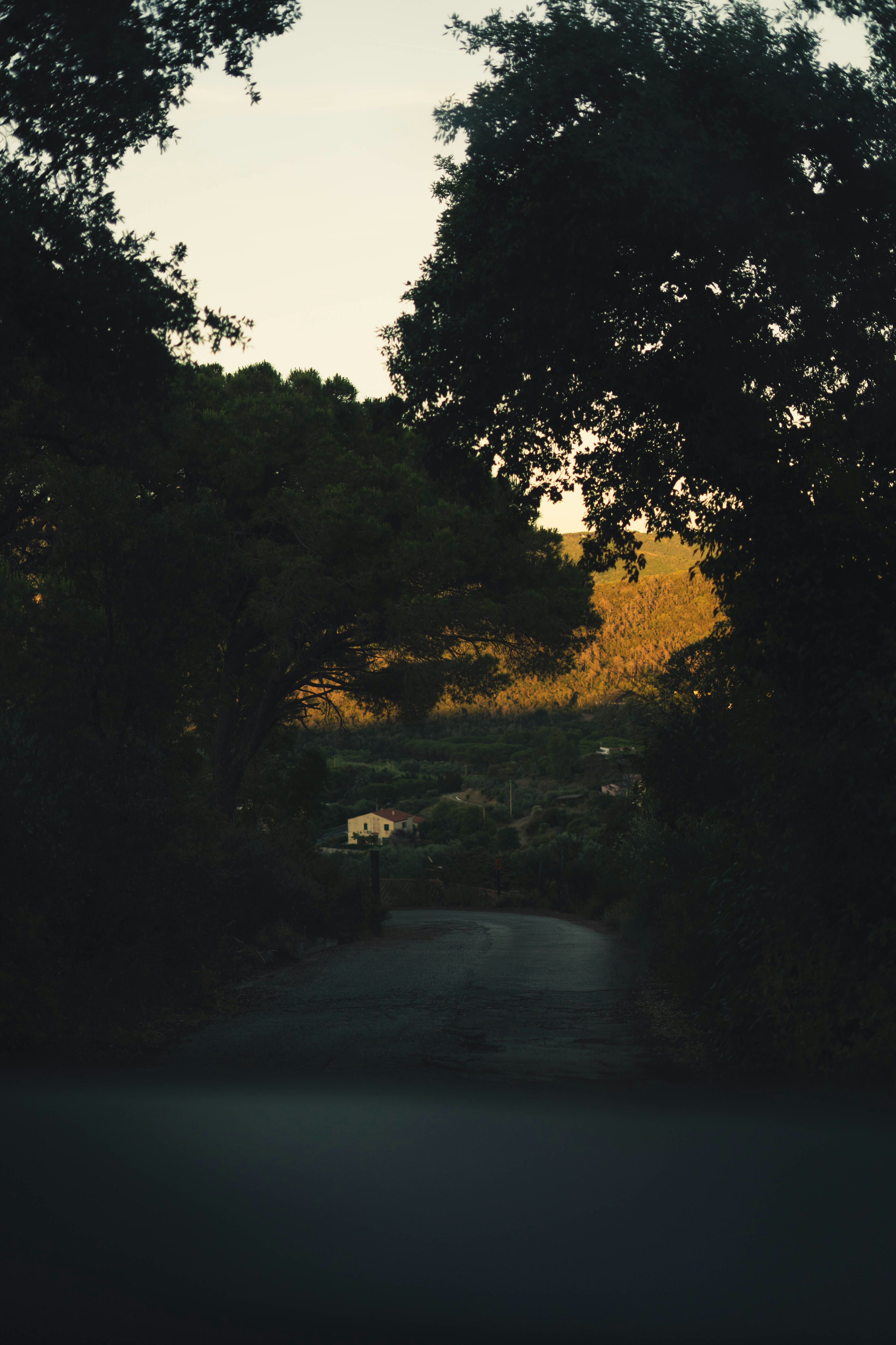 Golden Light Peering Through the Canyon of Pines
