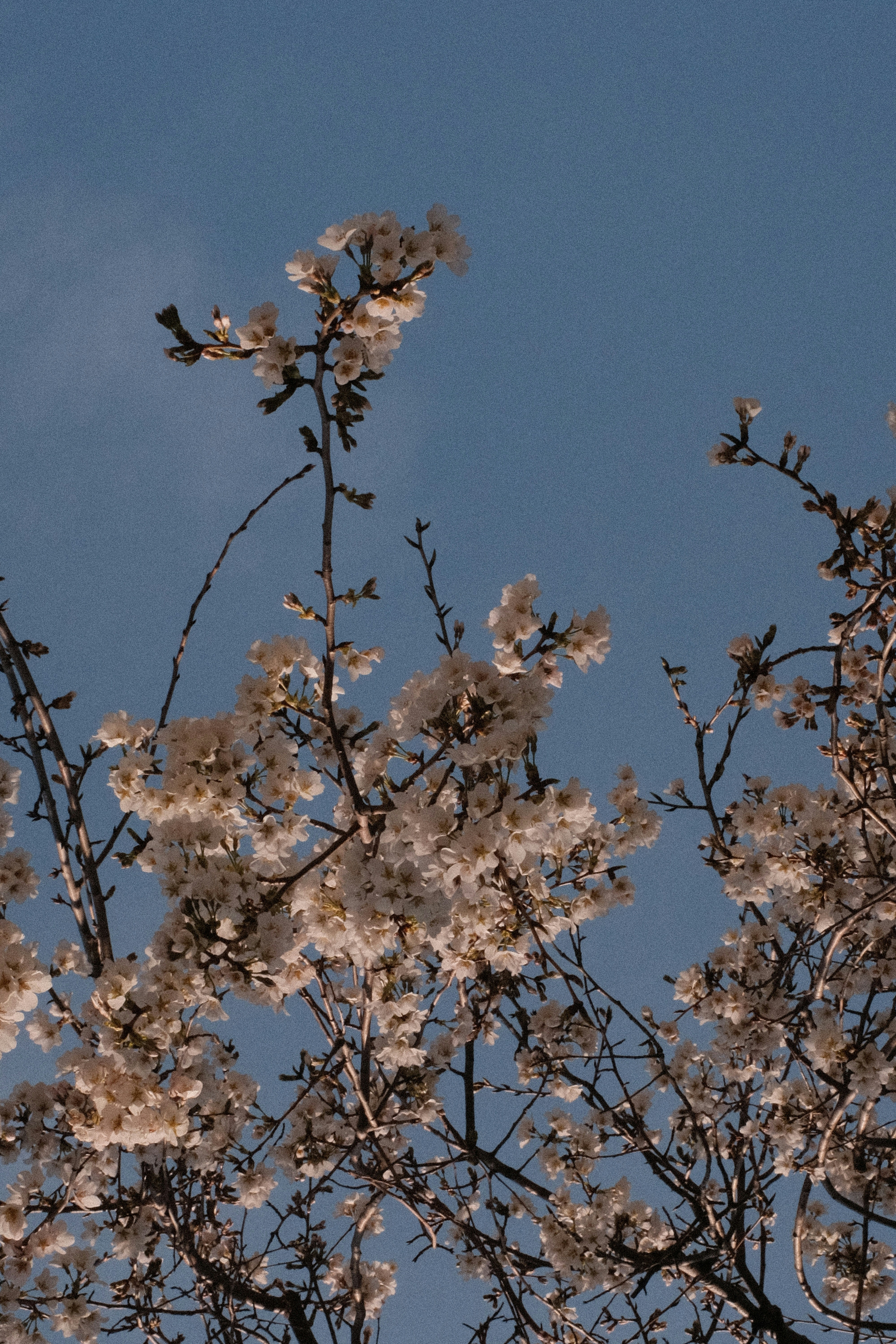 Blossoms against a Clear Noon