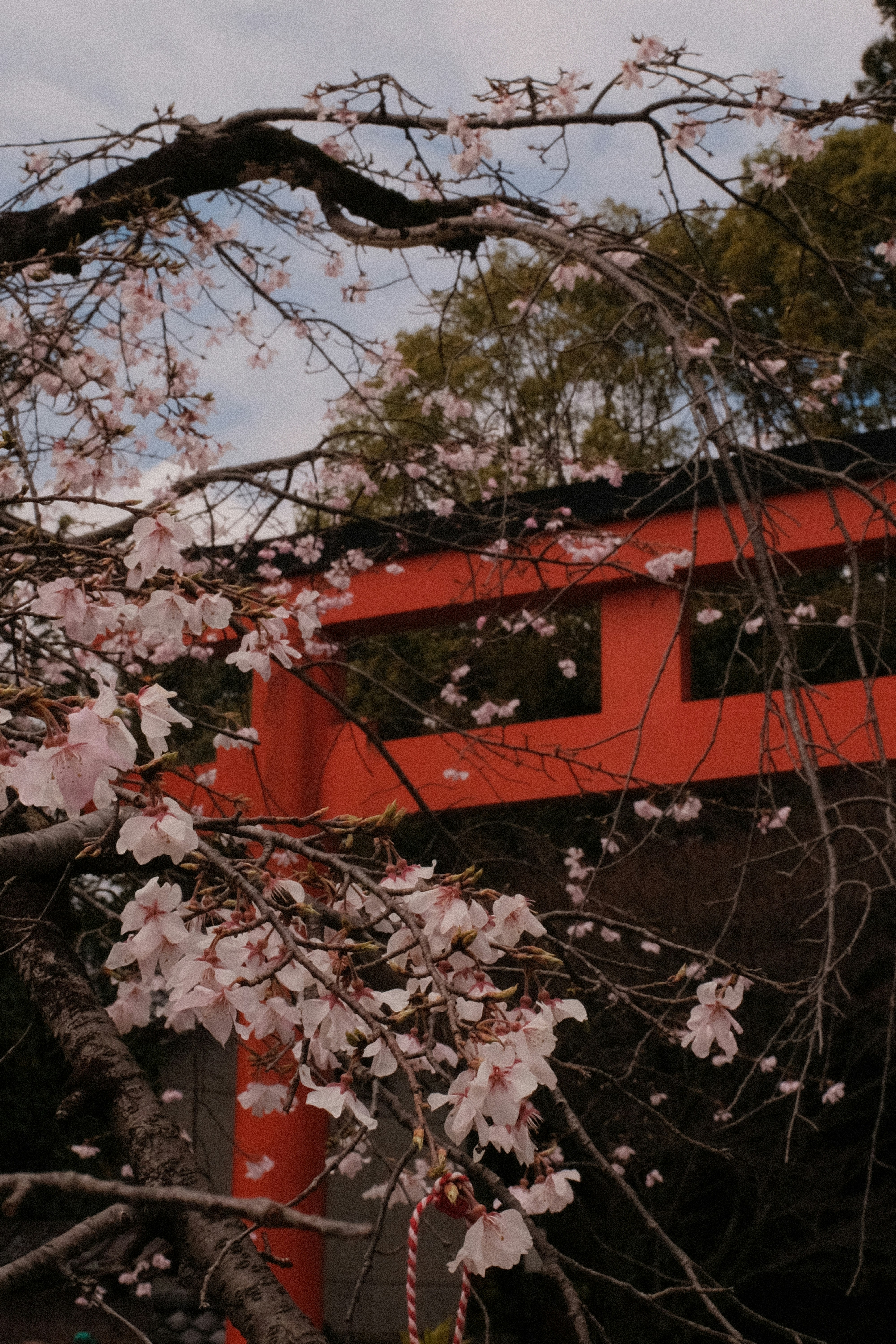 Crimson Torii Veil: Sakura Films Through a Garden Gate