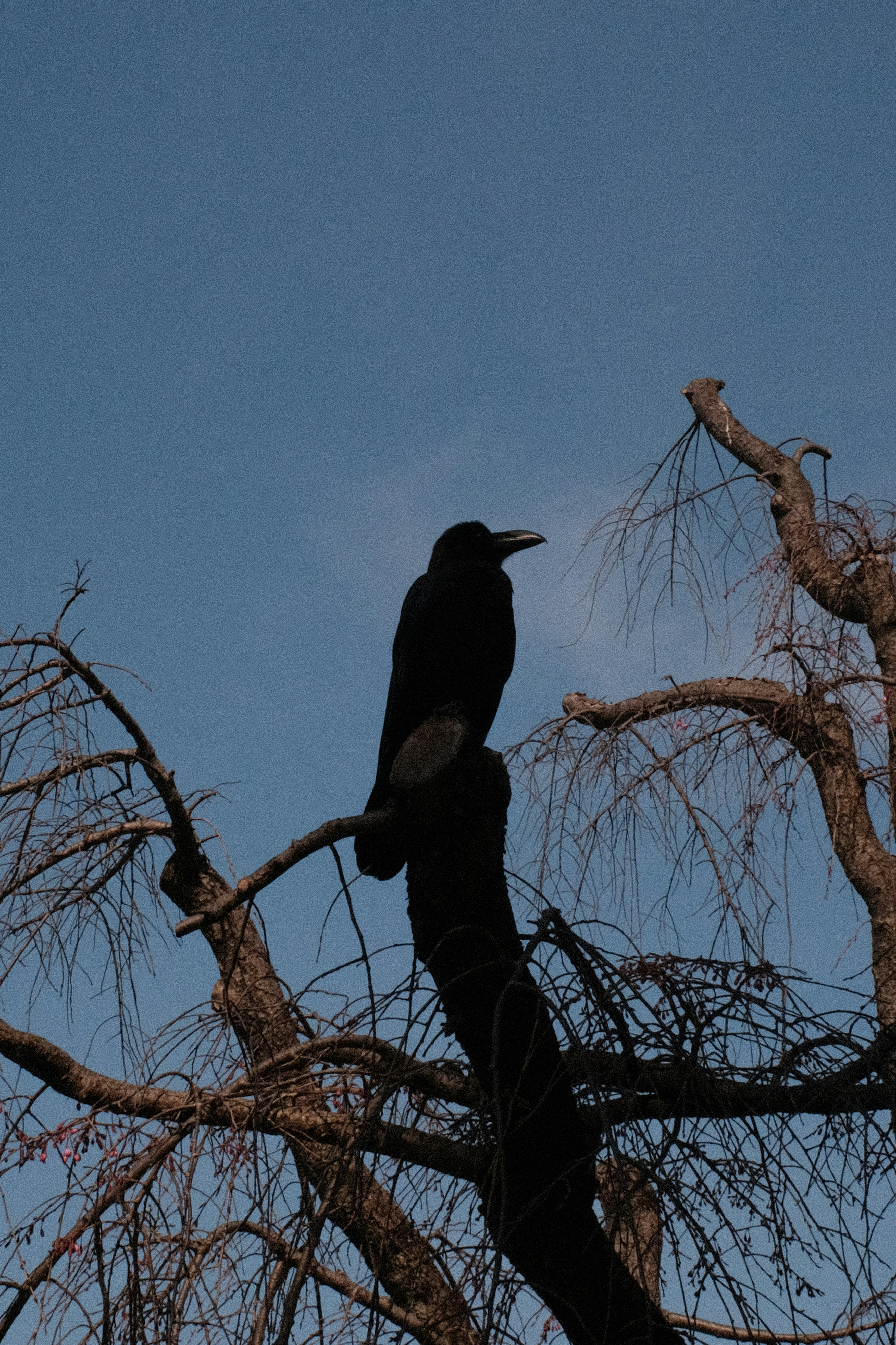 Perched silhouette: a lone crow against a cerulean sky