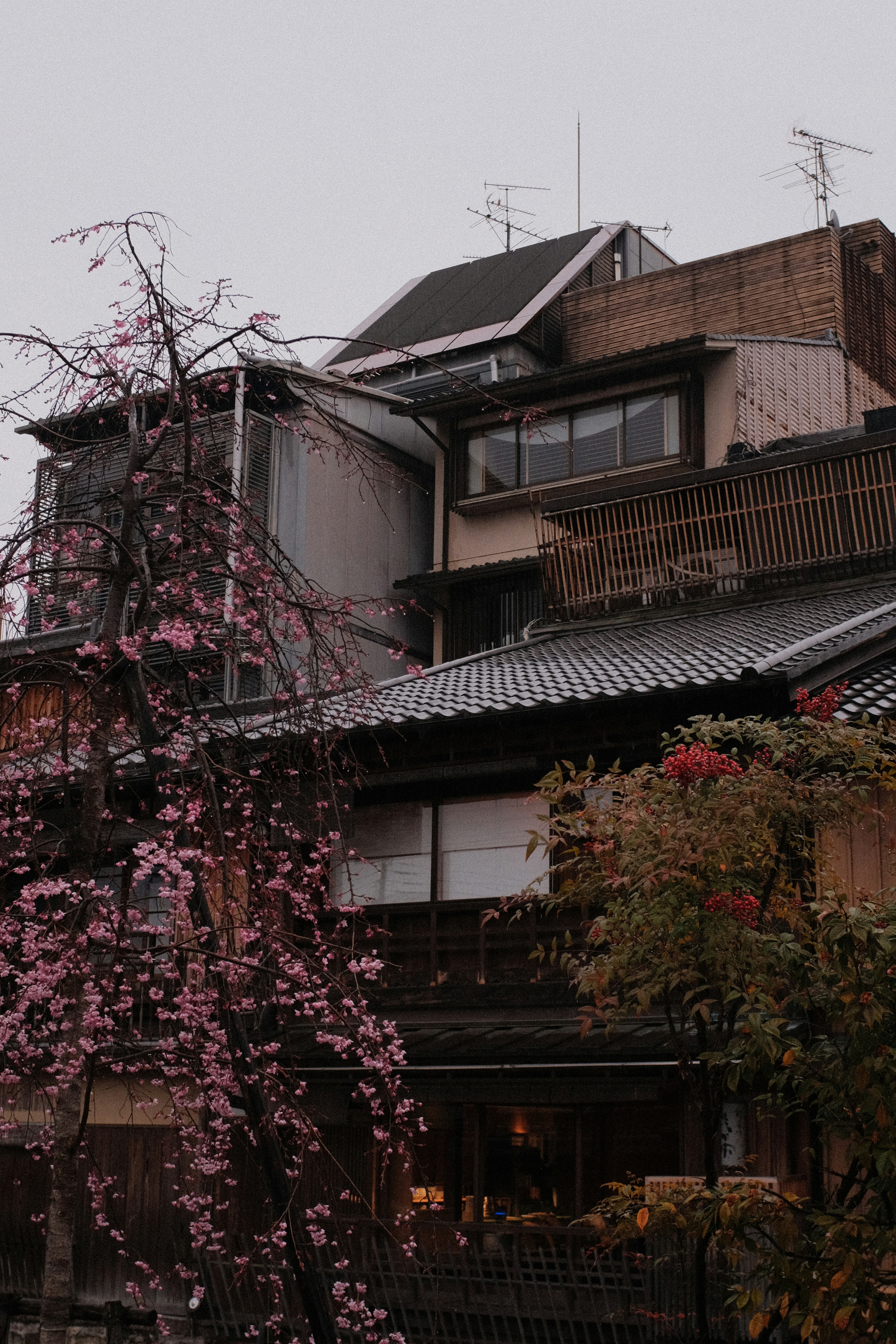 Rooftop Mosaic: A Quiet Tokyo Village Scene with Blossoms