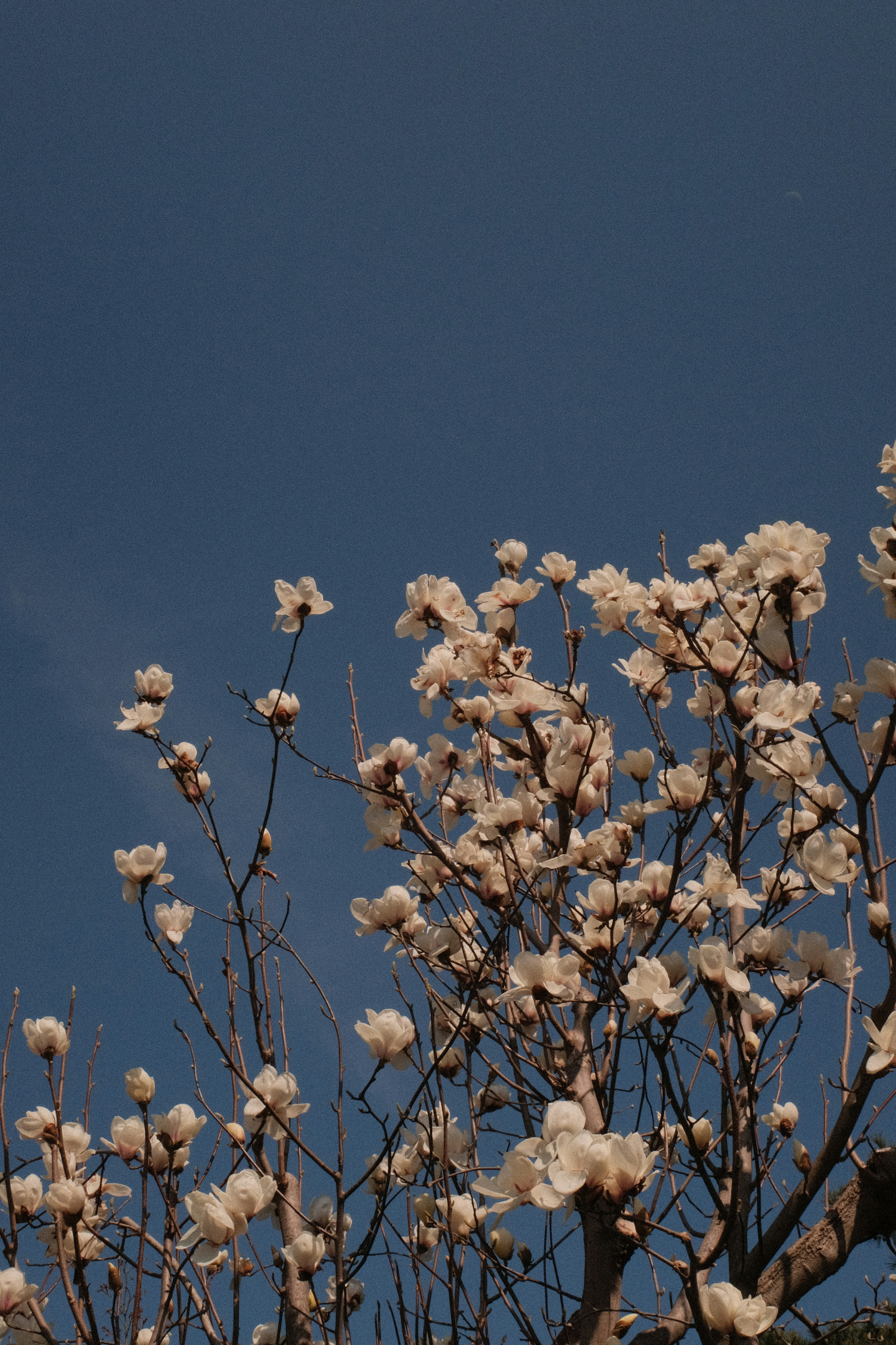 Azure Sky, White Blossoms: A Branchful Moment Under Clear Light