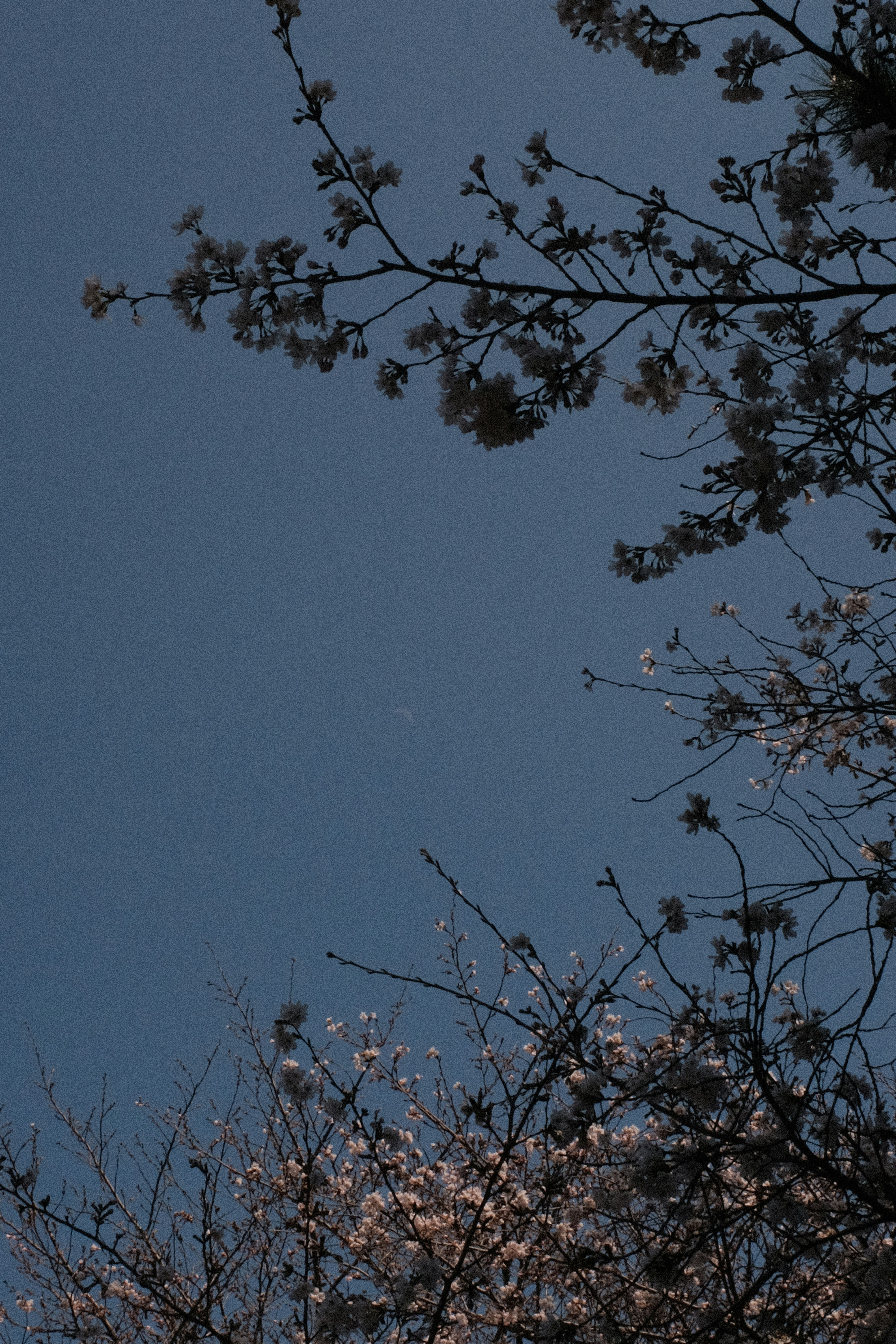 Spring Branches Against a Quiet Sky