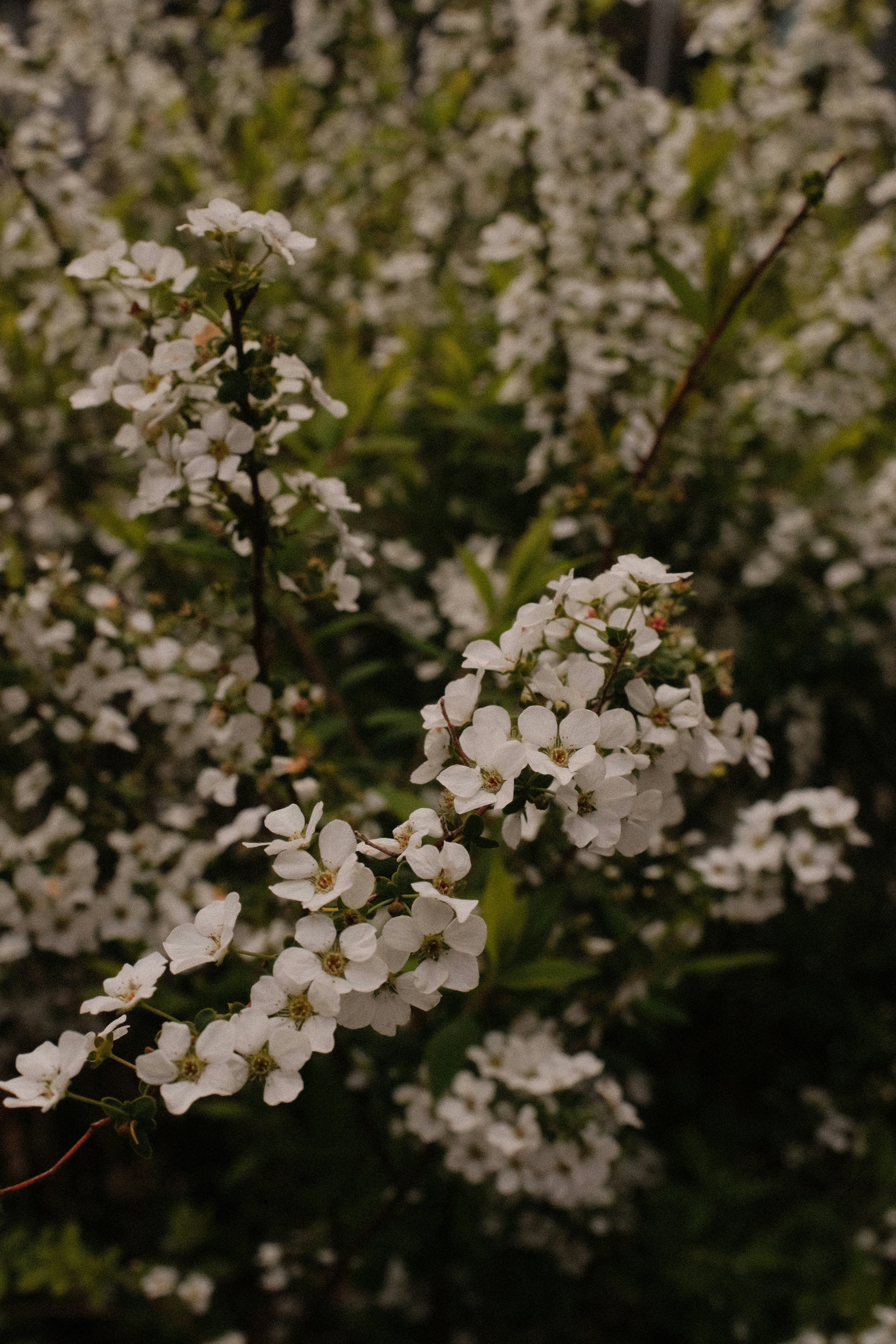 White Blossom Cascade in Quiet Garden