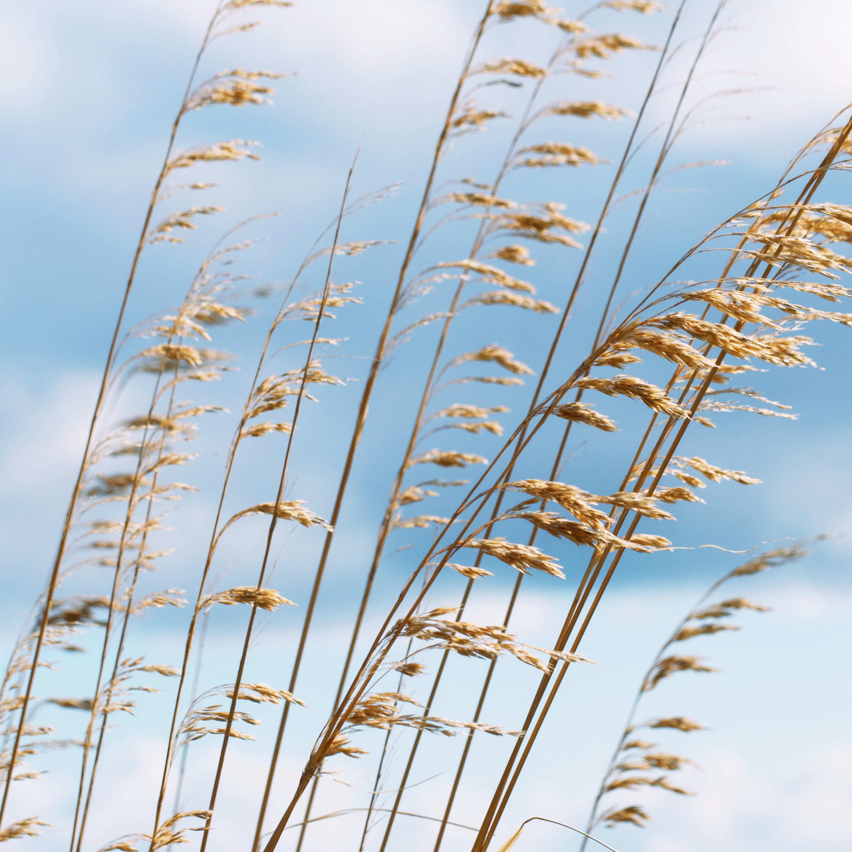 Golden Reed Portrait Against a Sky of Blue