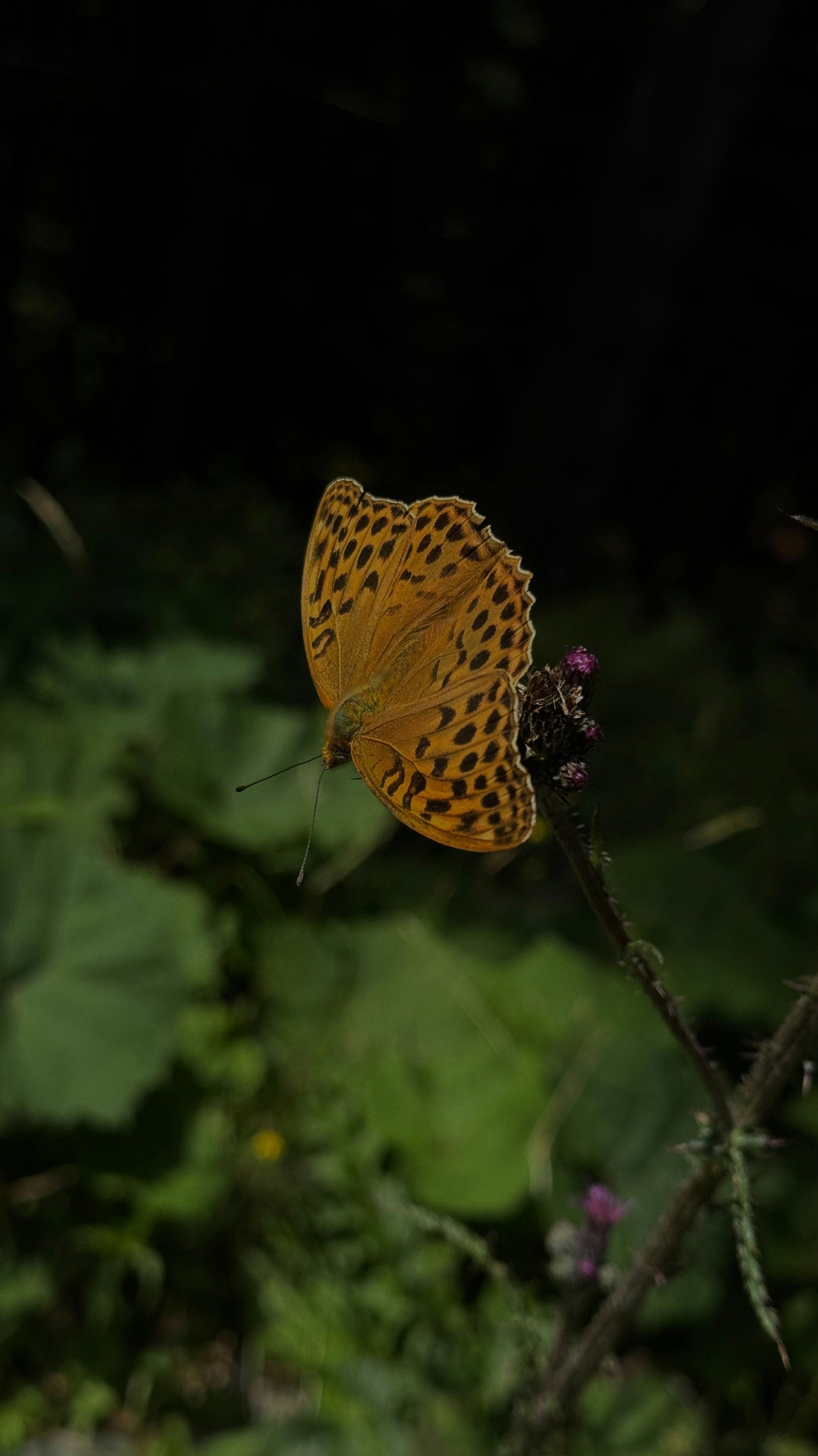 Golden butterfly perched on a thorned bloom in dappled woodland