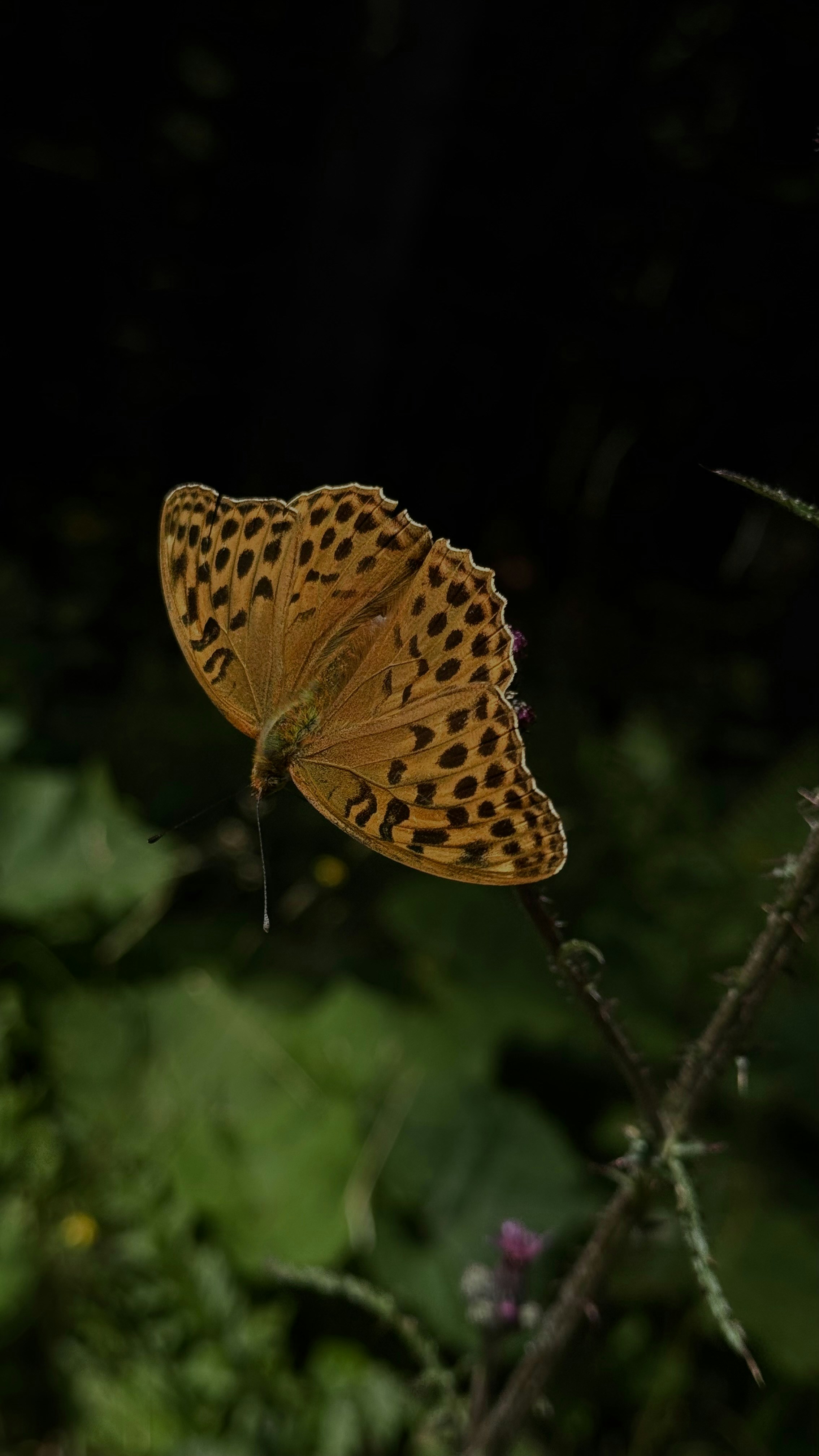 Fritillary: „Perlmuttfalter“