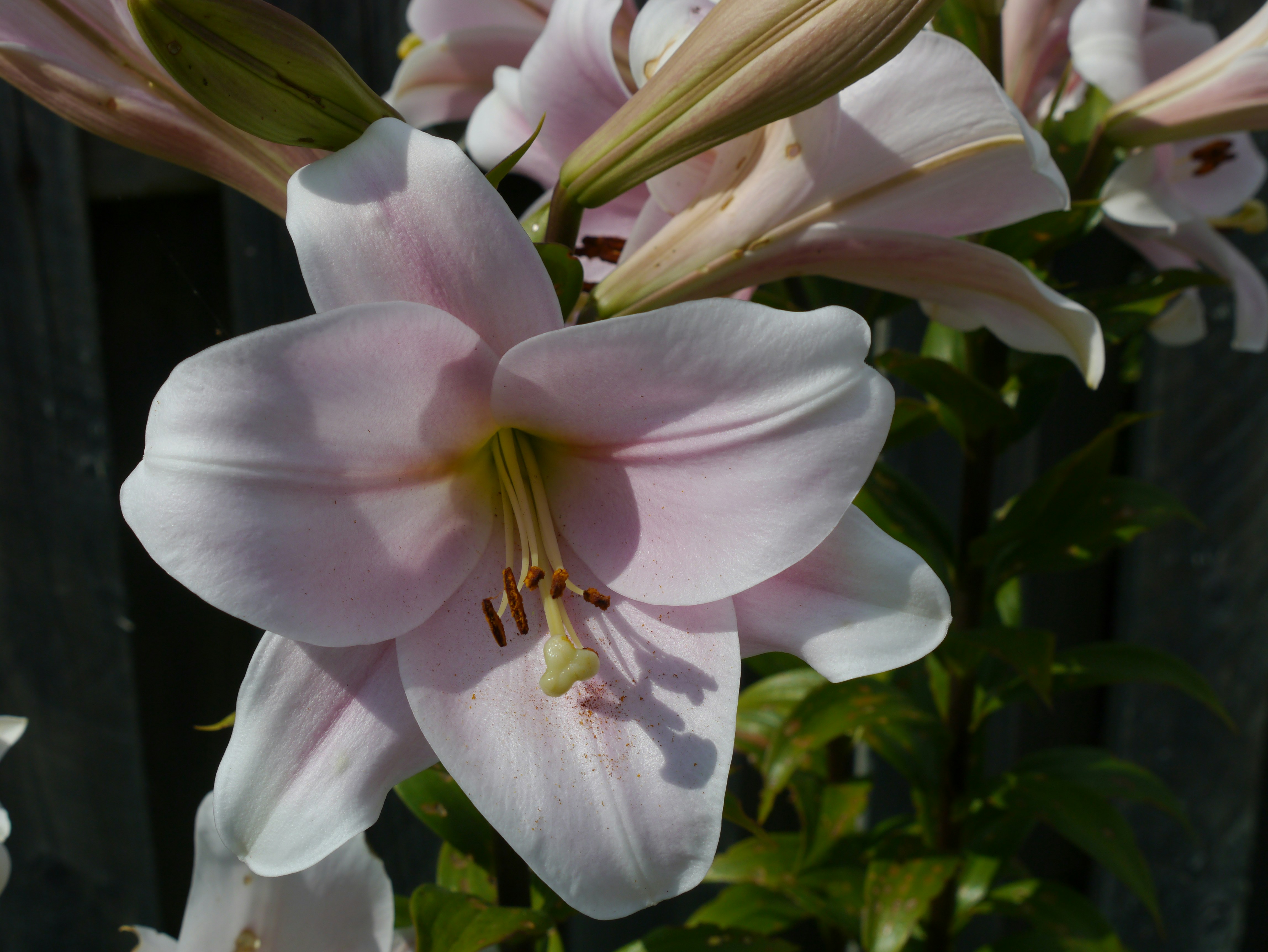 Soft Pink Lily Abloom with Backlit Petals