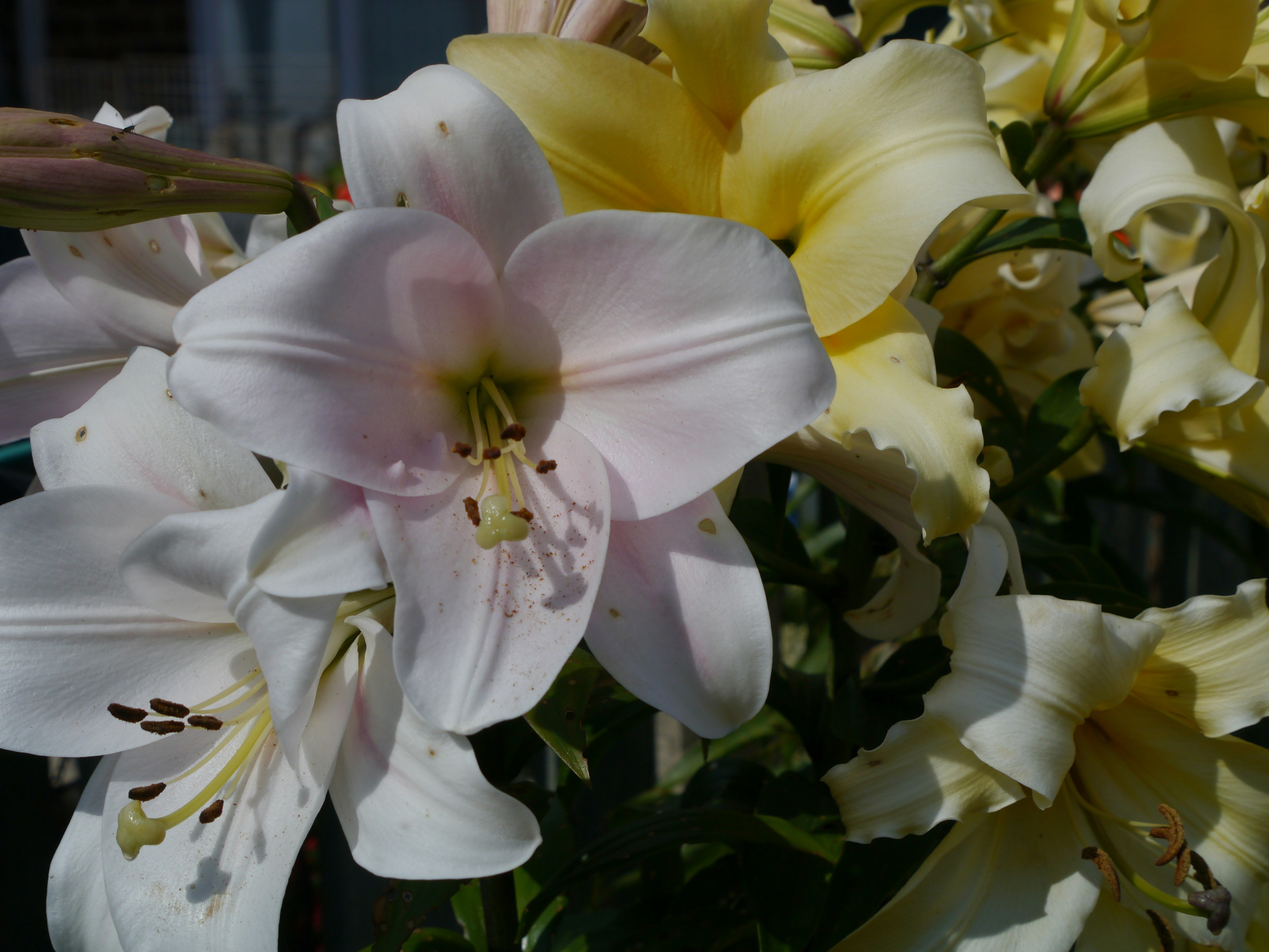 Beautiful white and yellow lilies blooming vibrantly in sunlight.