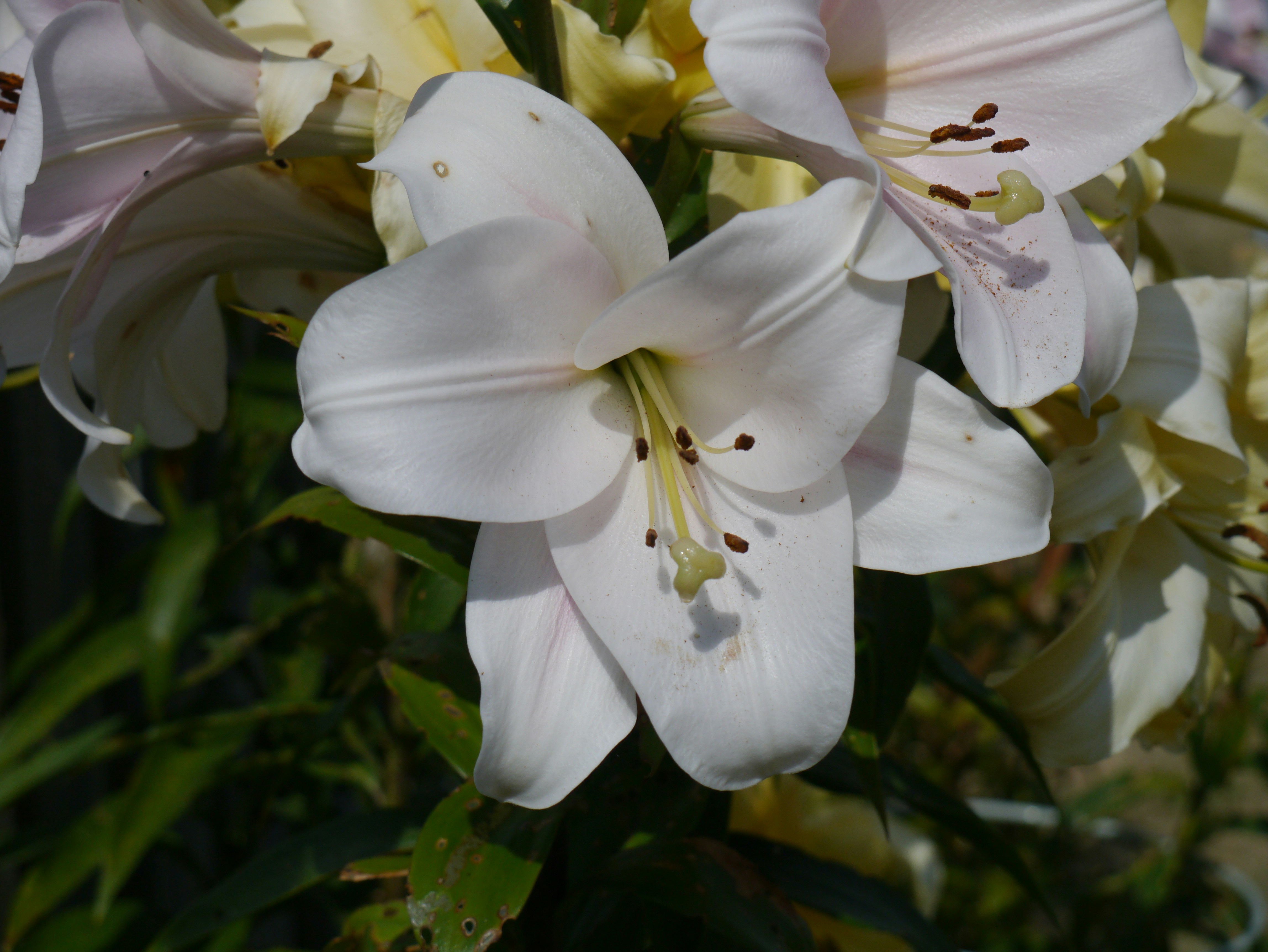 White Lily Stems with Soft Backdrop in Bright Sun