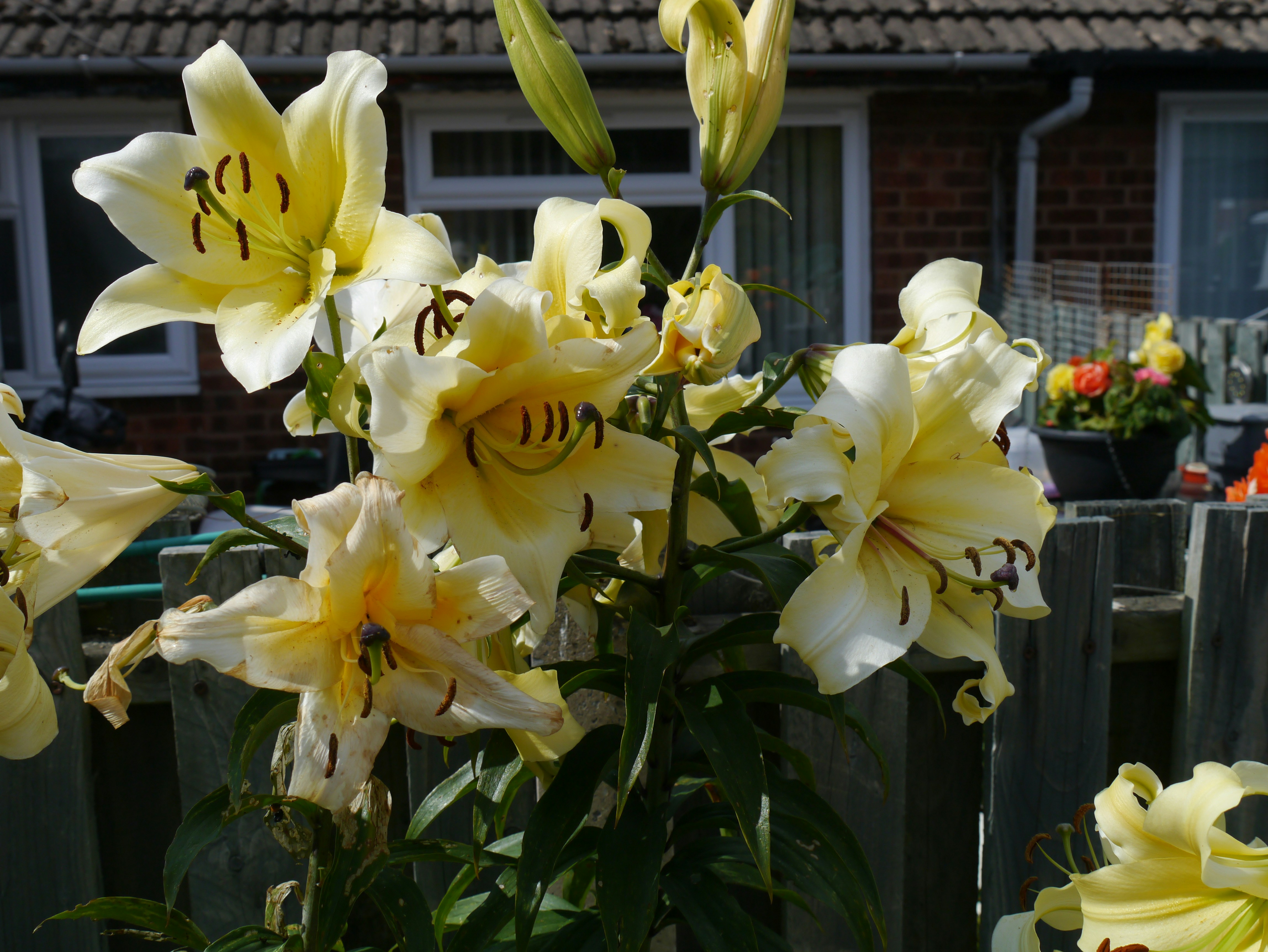 Yellow Asiatic Lilies Front and Center in a Quiet Garden