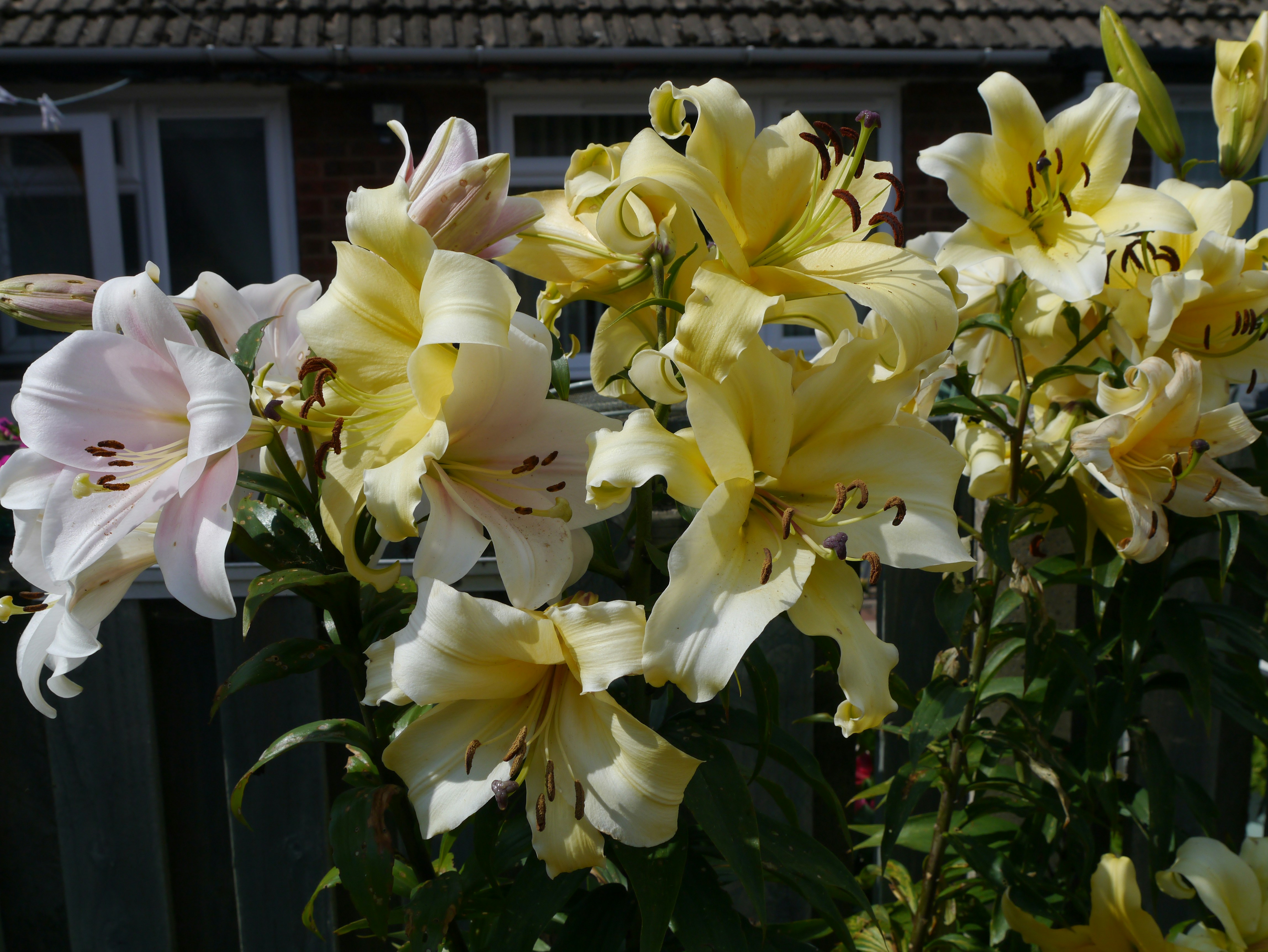 Sunlit Trumpets: A Cluster of Pale-Yellow Lilies in Full Bloom