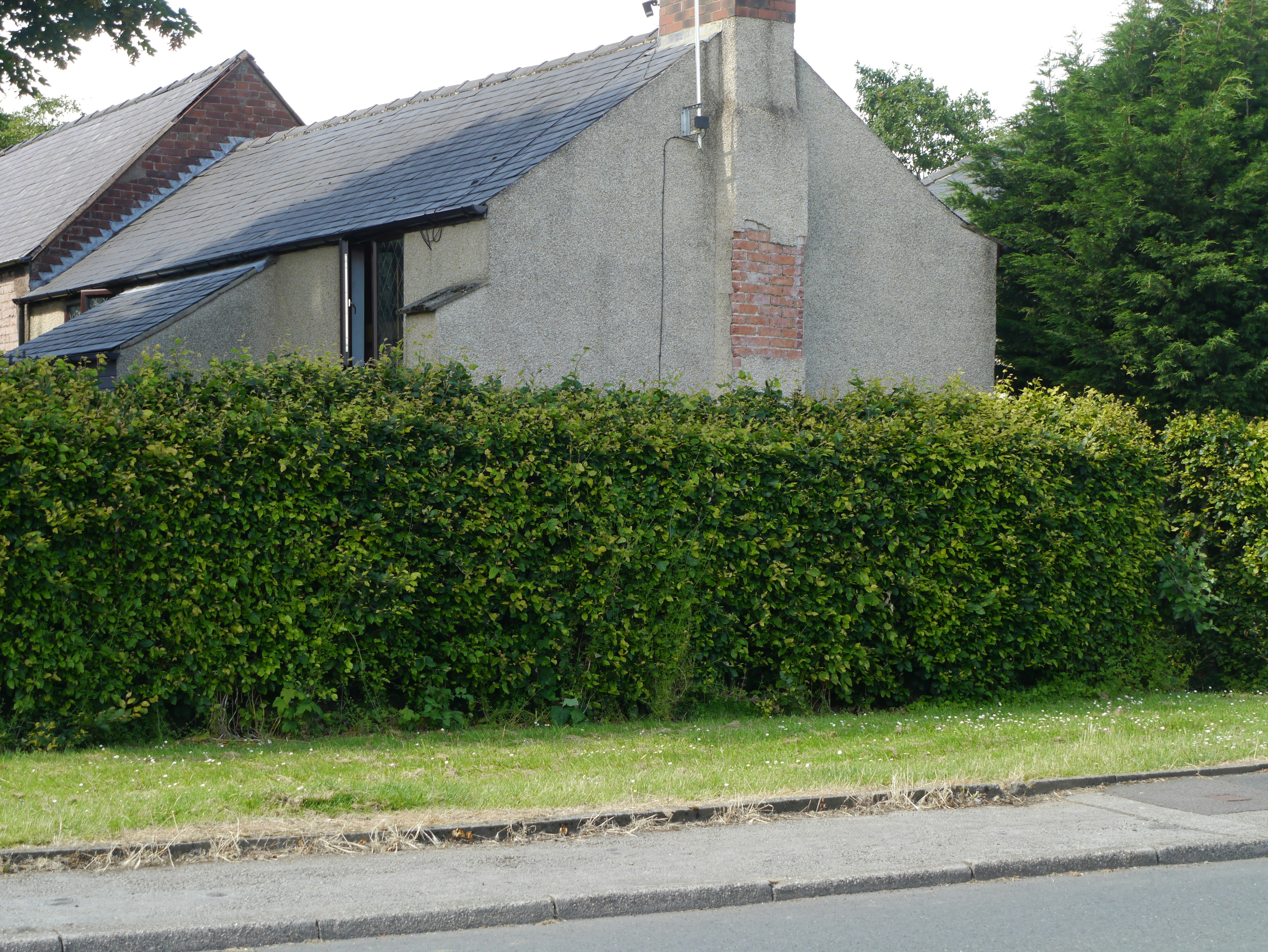 Quiet suburban hedge and house with sloped roof corner