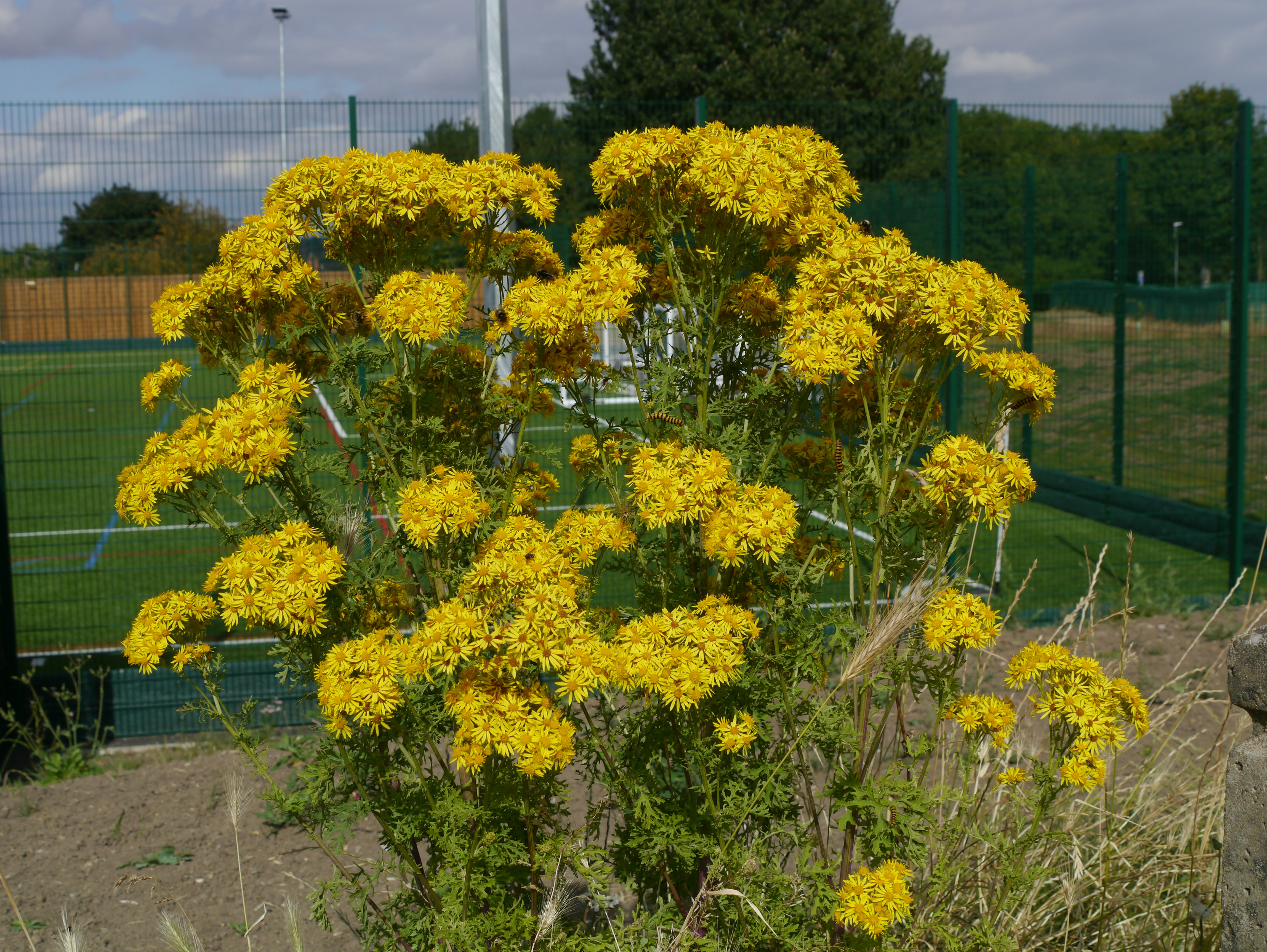 Sunny Umbelliferae in a Green Mesh: A Garden Frontier