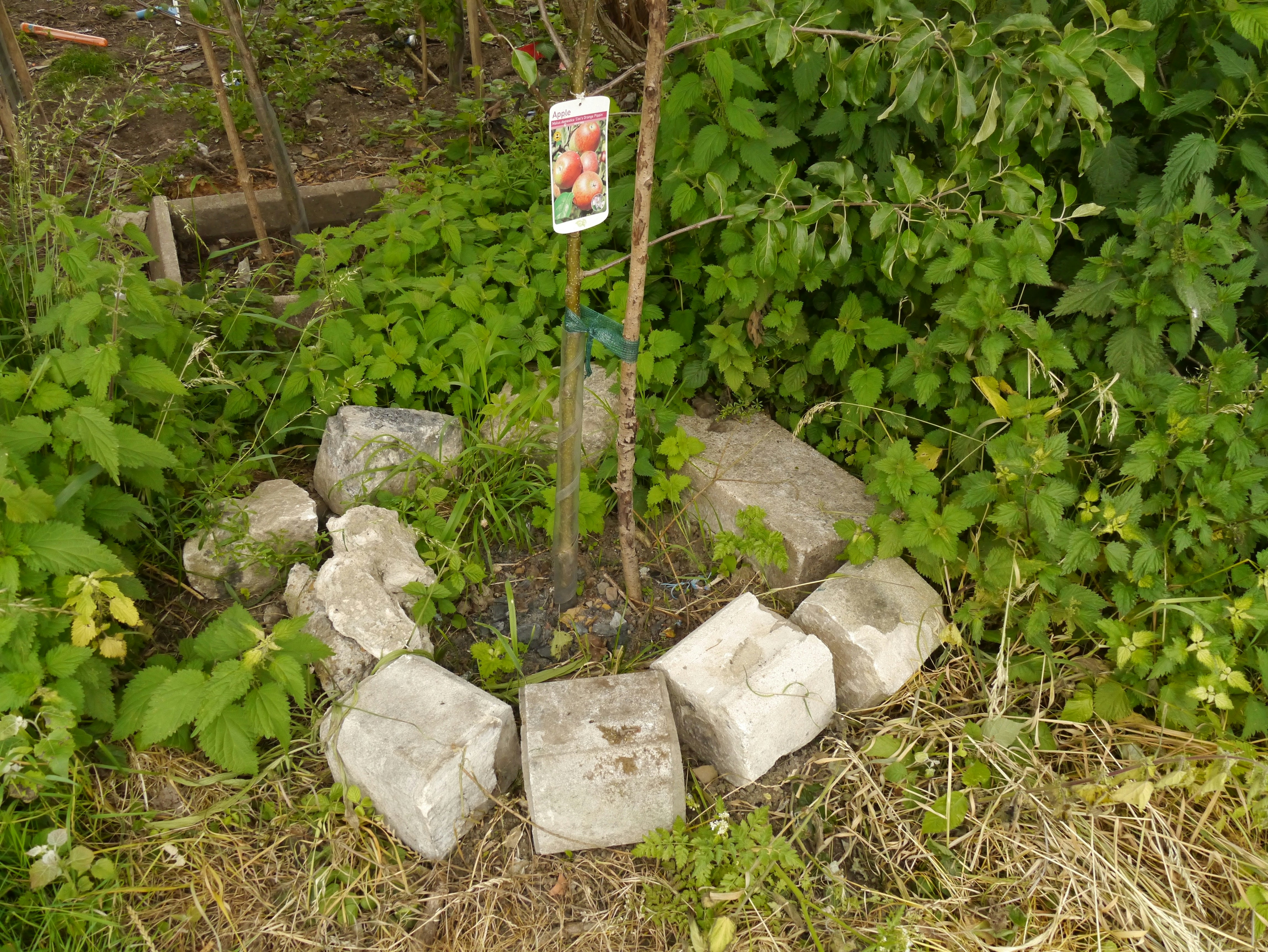 Young tree sapling surrounded by stones and green foliage.
