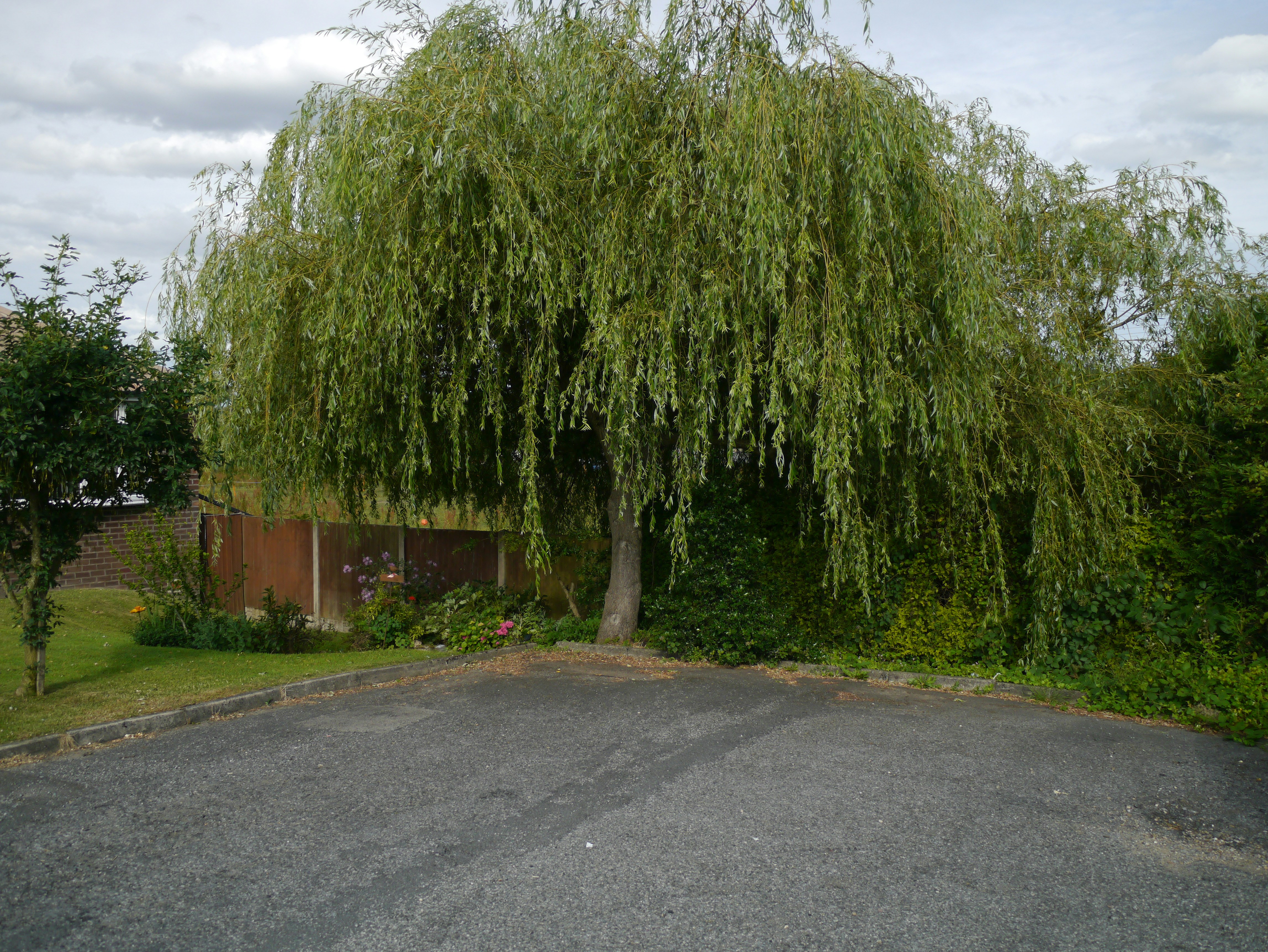 Weeping Willows Over a Quiet Parking Lot