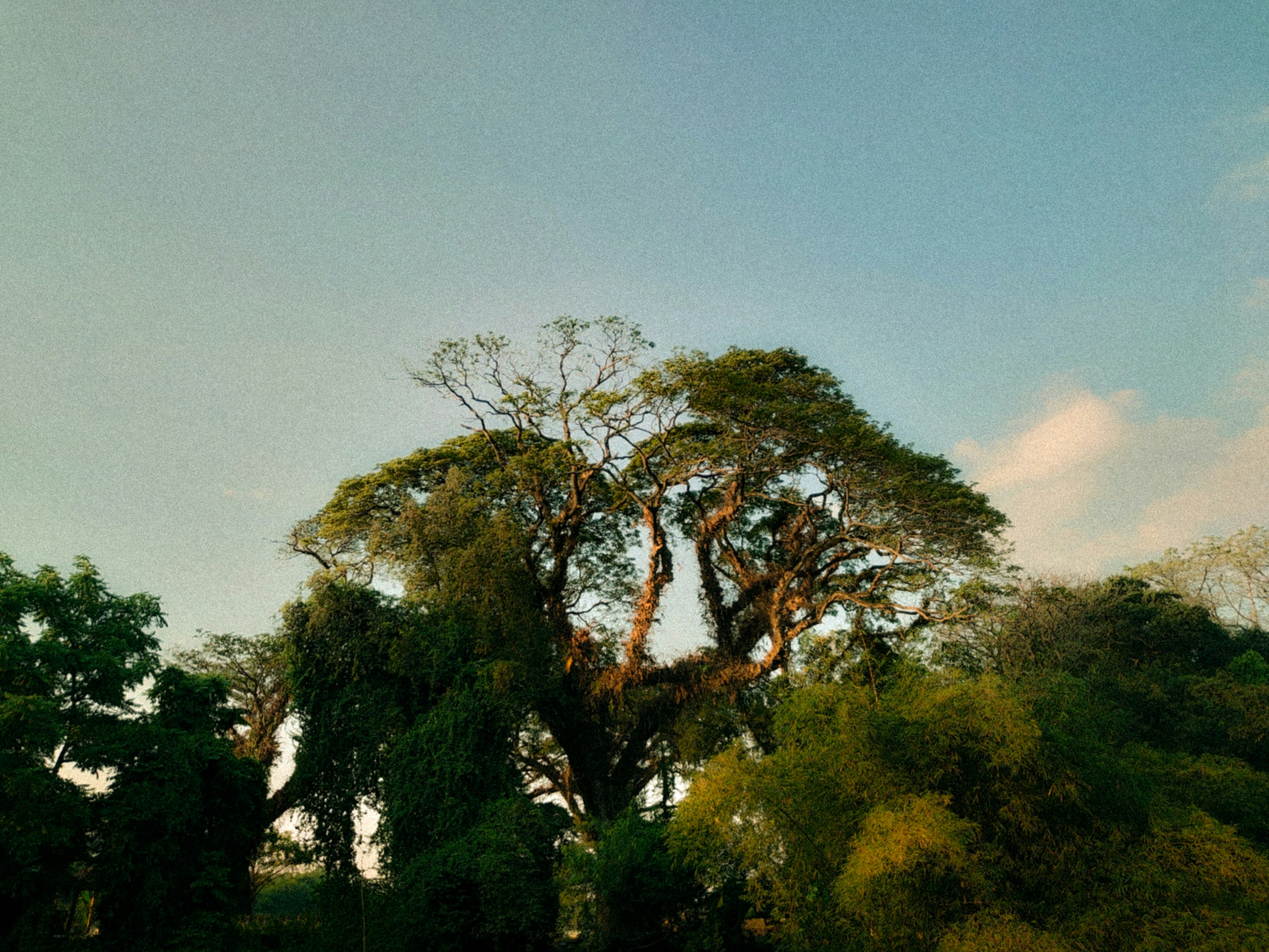 Majestic tree canopy rising above dense foliage, bathed in warm afternoon light; a tranquil grove scene with natural textures and a broad sky backdrop.