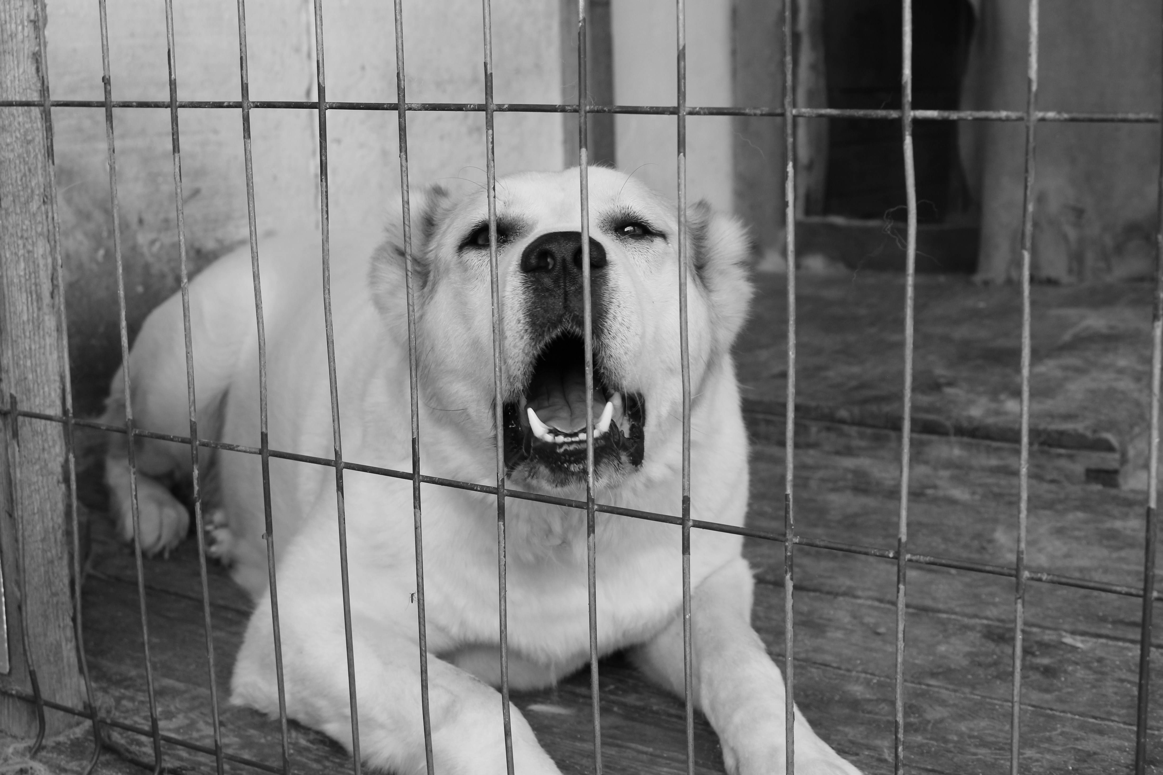 Bark in the Bin: A Guarded Moment Inside the Cage